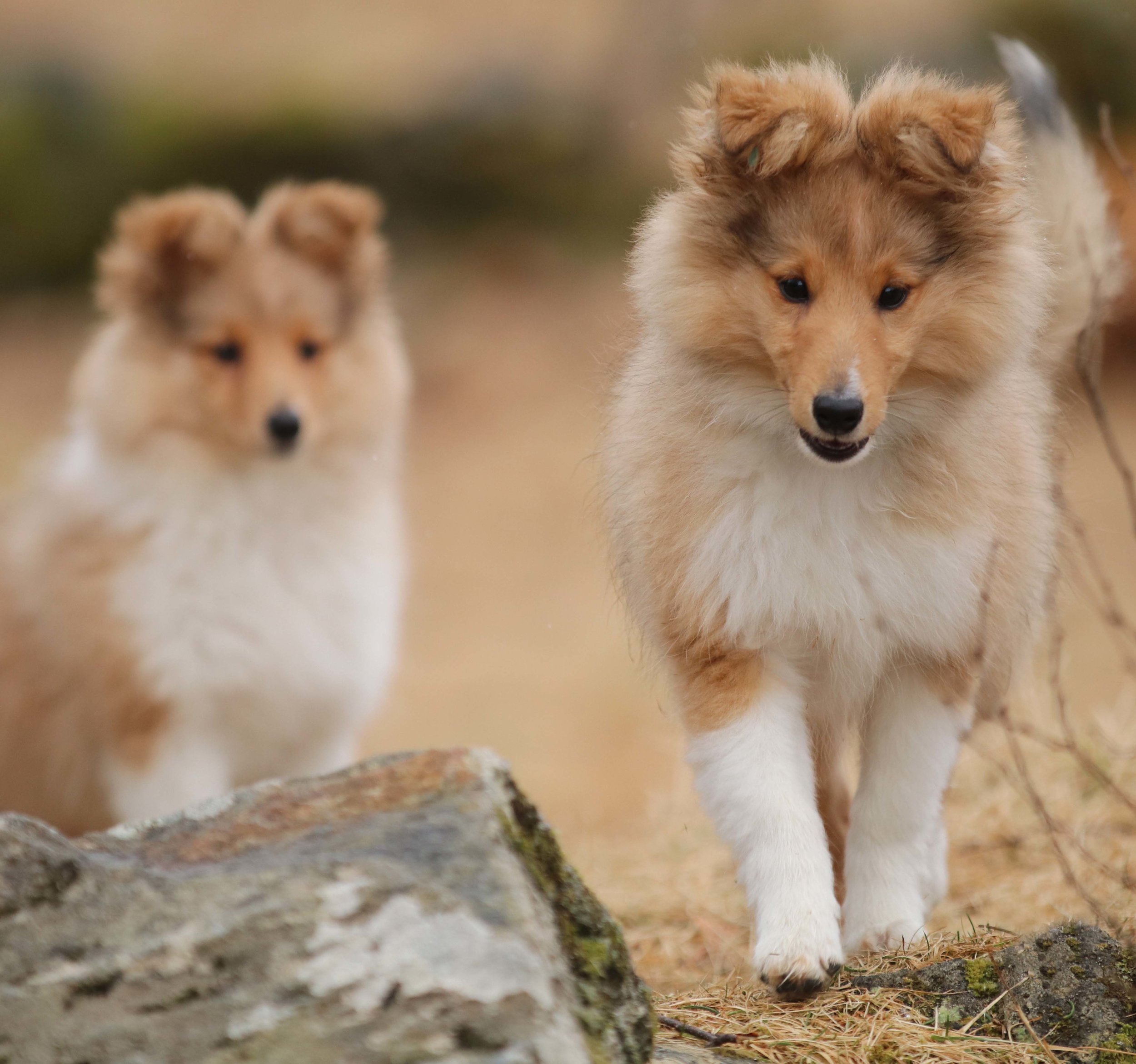 Sheltie Puppy Wallpapers - Wallpaper Cave