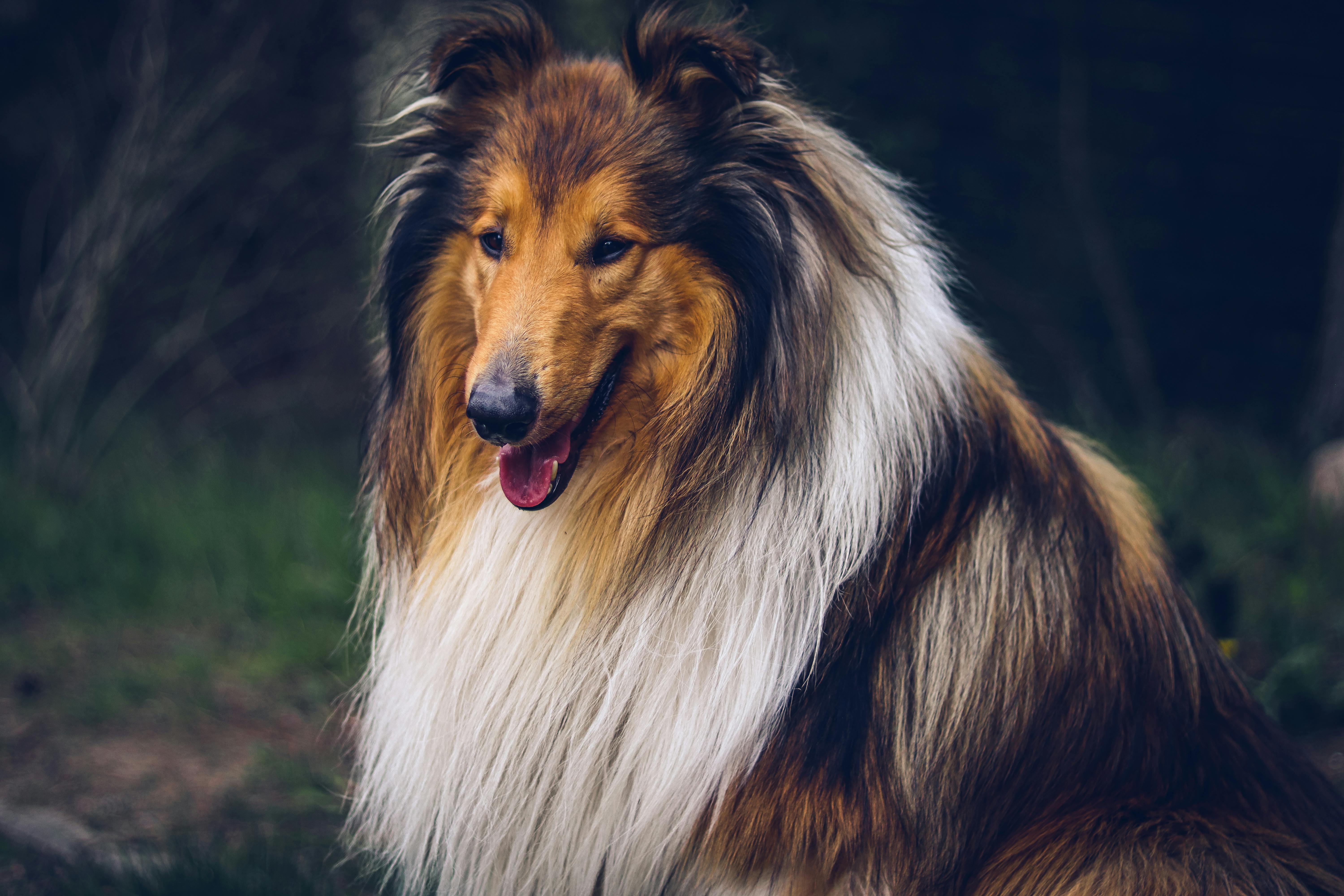 Shetland Sheepdog Wallpapers - Wallpaper Cave