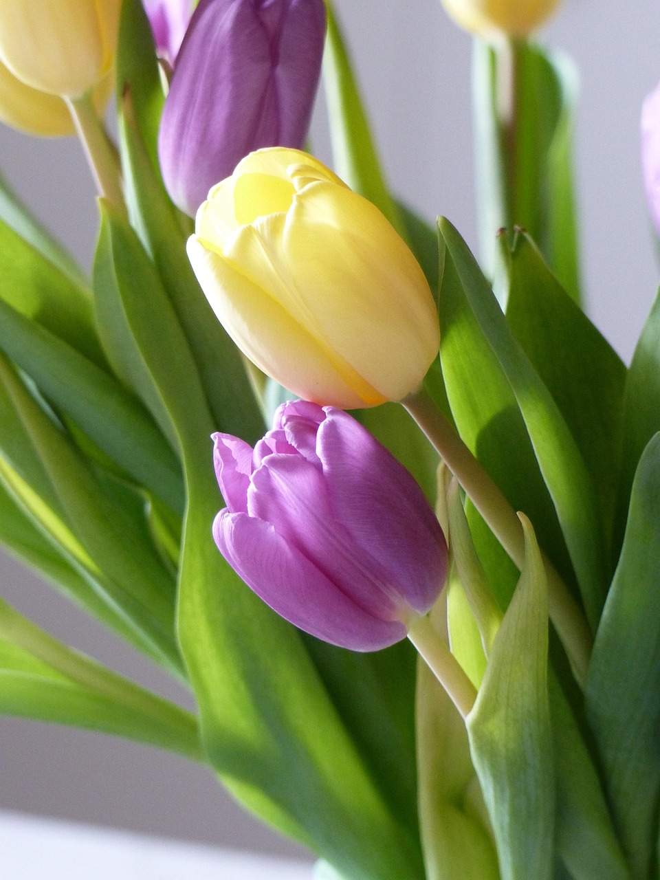 Yellow And Purple Spring Wallpapers - Wallpaper Cave