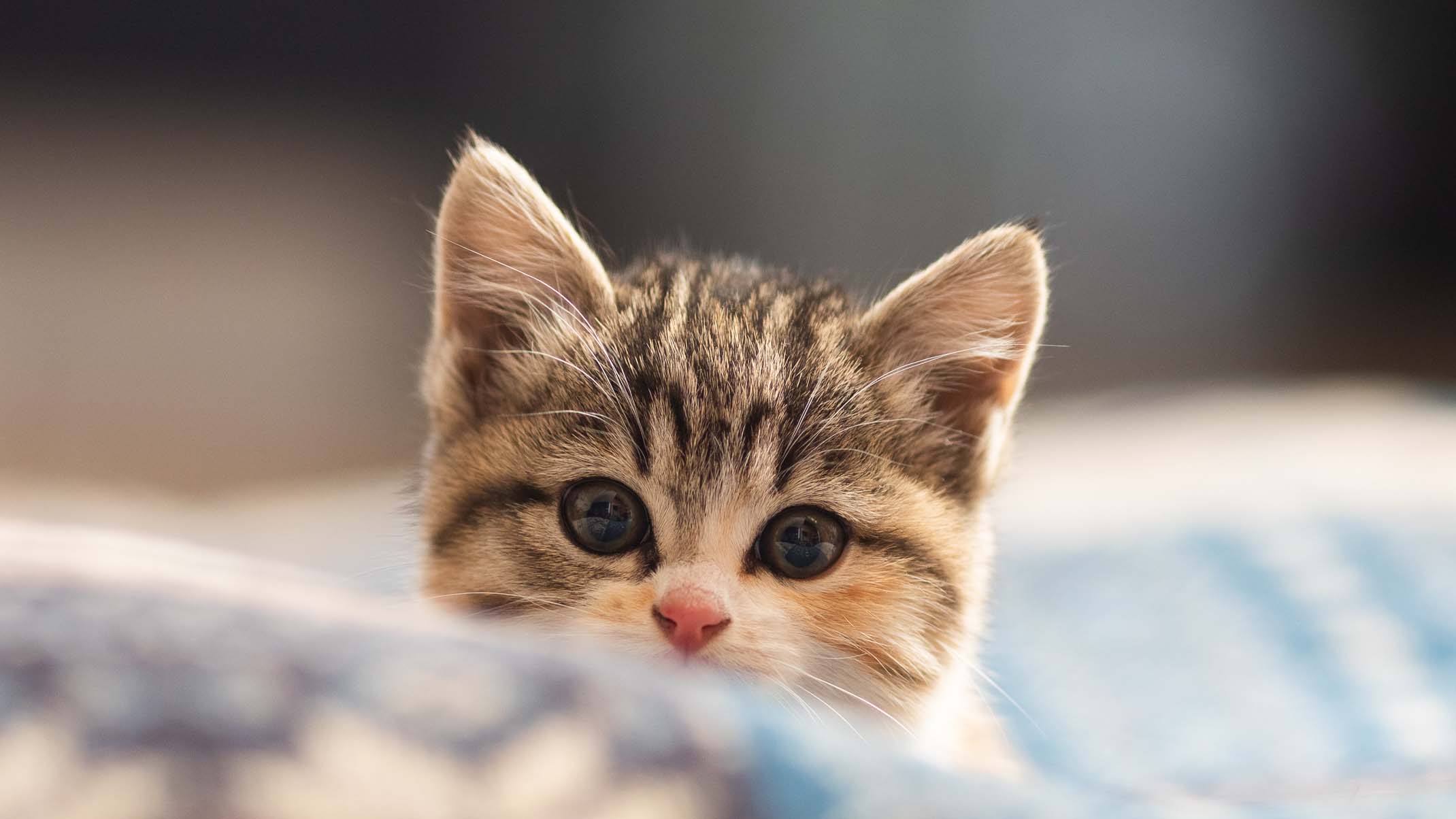 Summer Cats Laptop Wallpapers - Wallpaper Cave