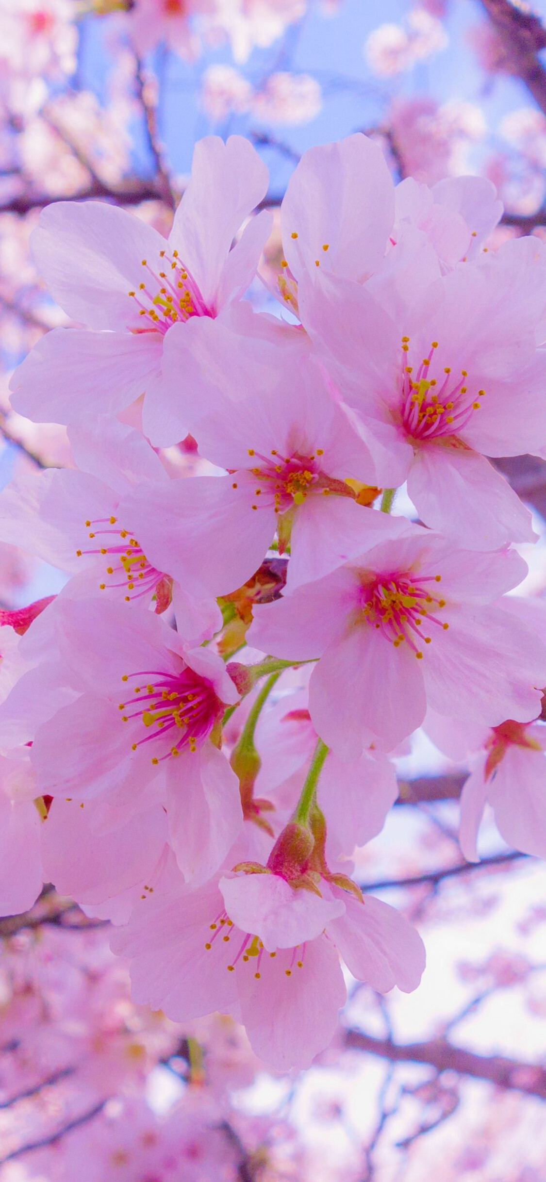 Phone Spring Flower Wallpapers - Wallpaper Cave