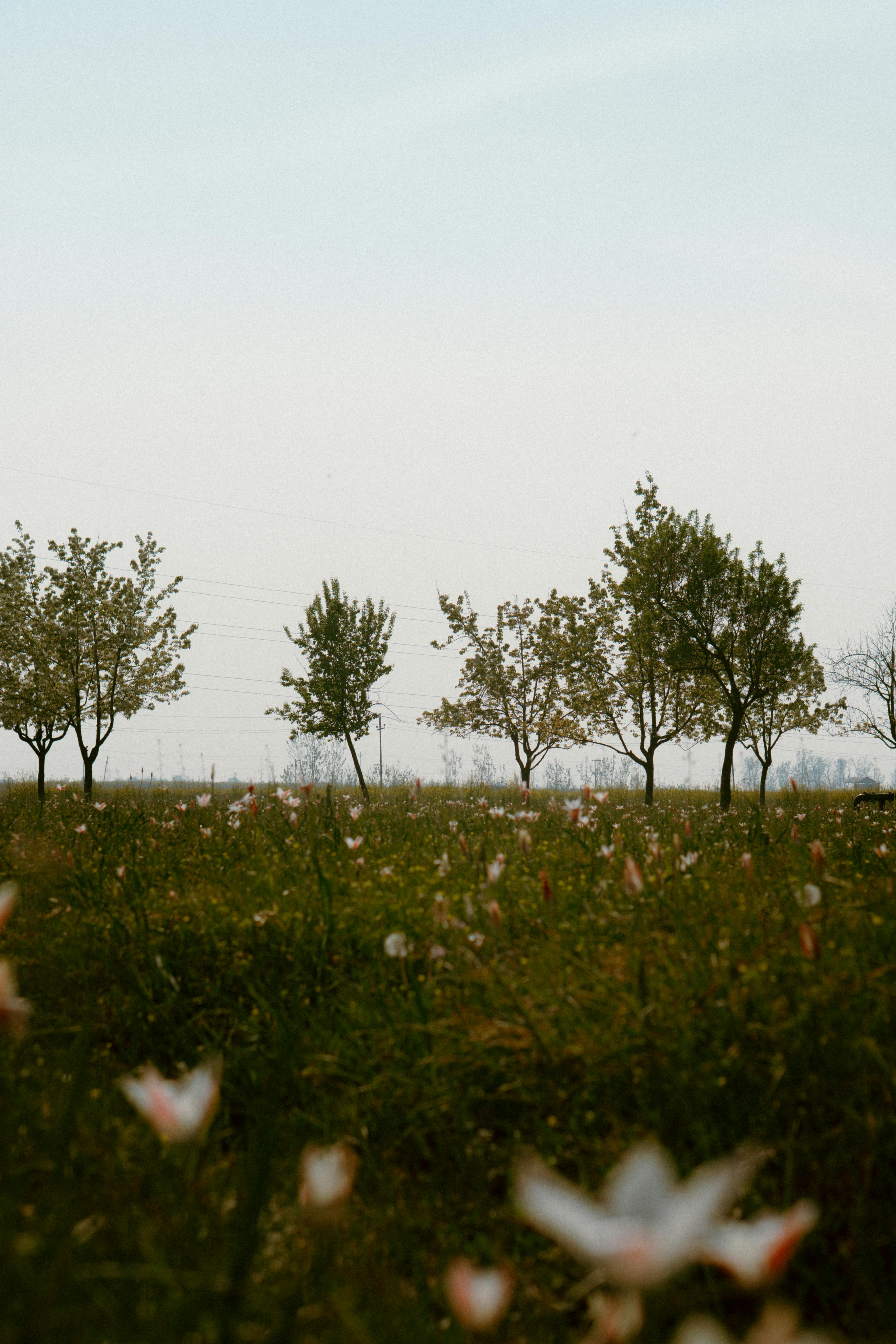 6k Spring Wallpapers - Wallpaper Cave