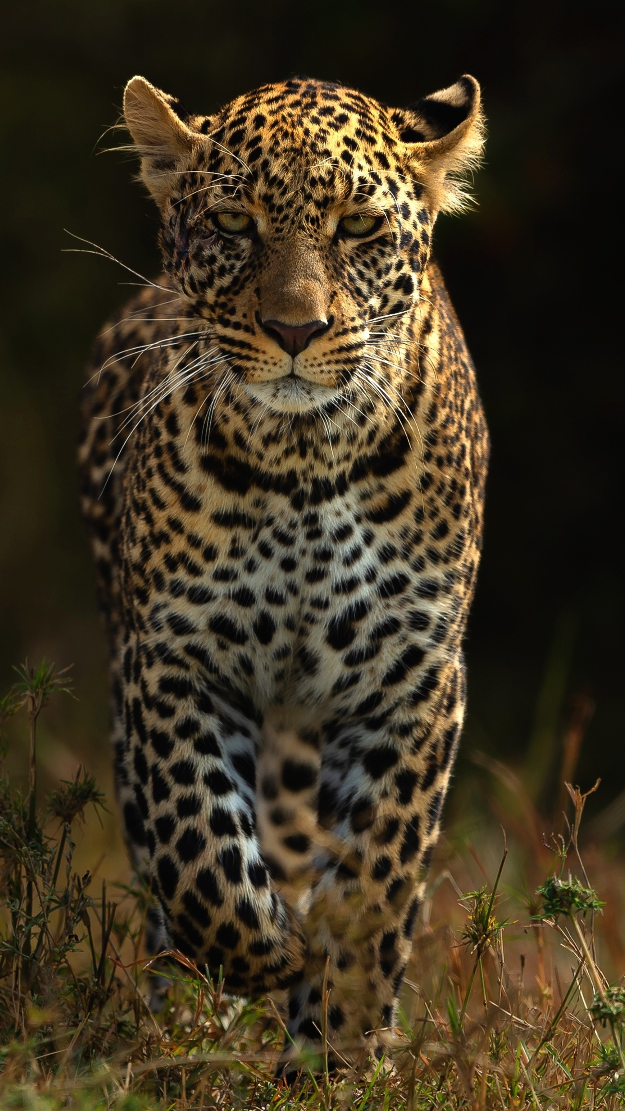 Leopard Mobile Wallpapers - Wallpaper Cave