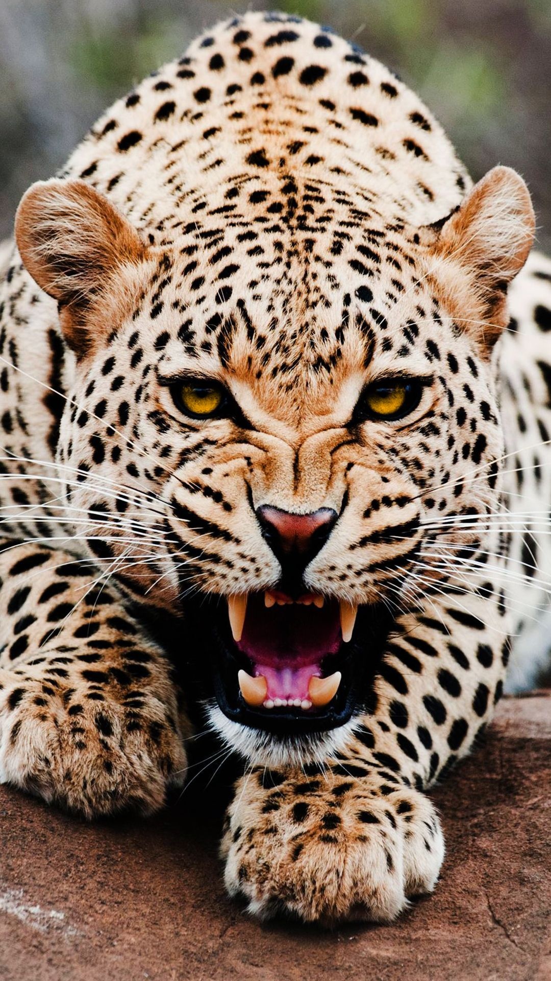 Leopard Mobile Wallpapers - Wallpaper Cave
