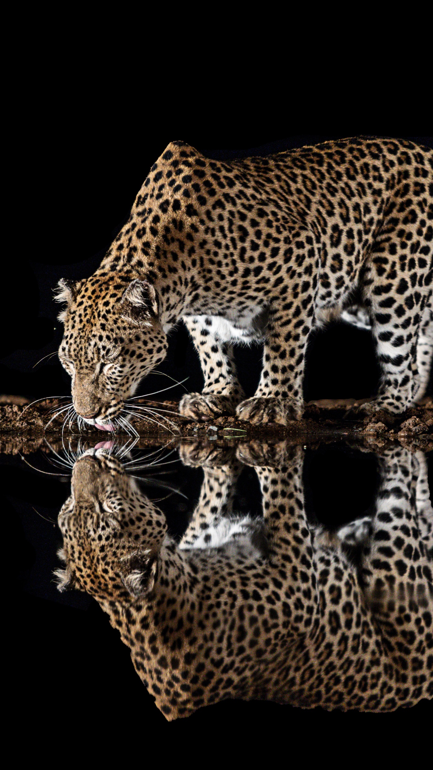 Leopard Mobile Wallpapers - Wallpaper Cave