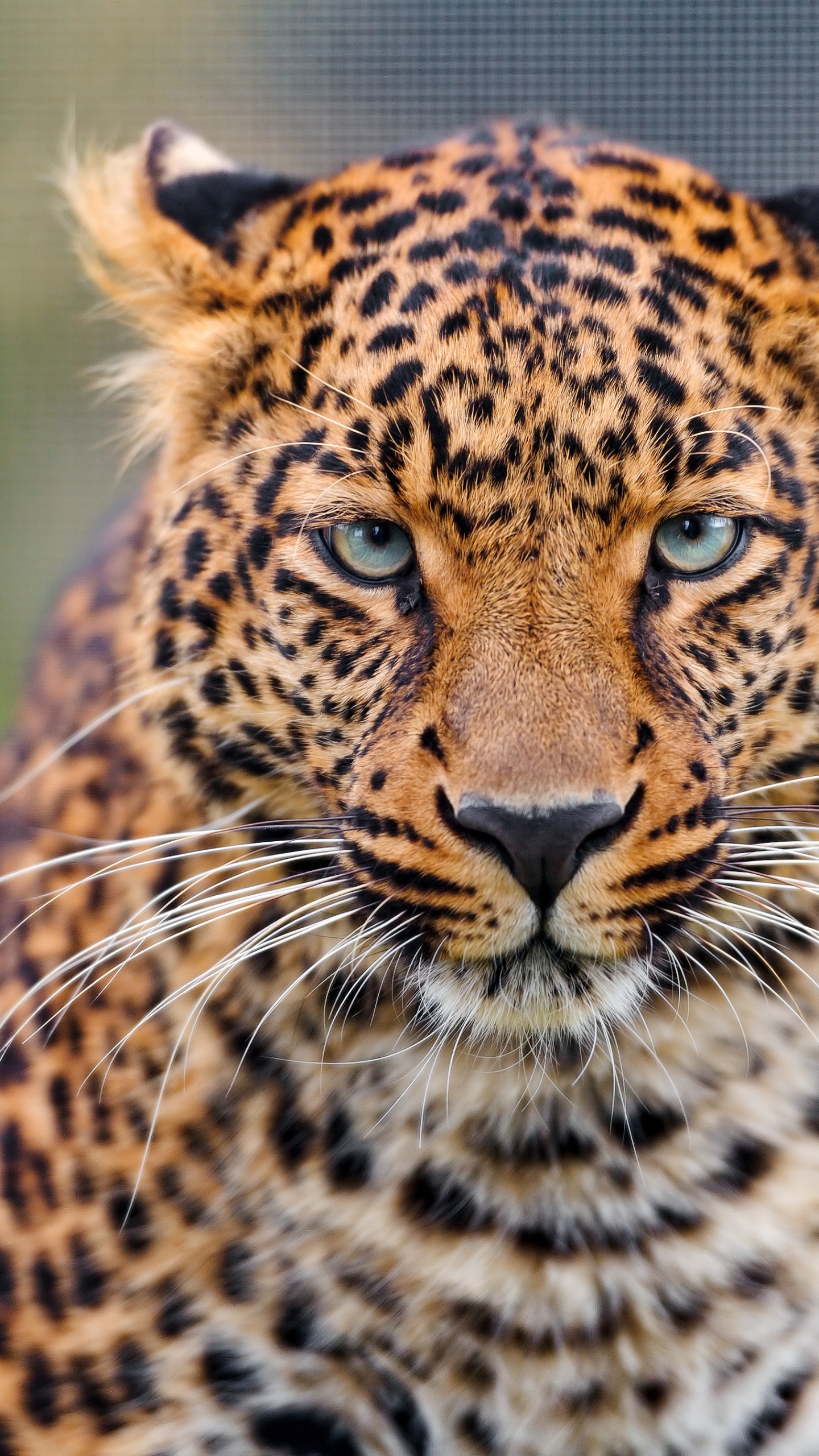 Leopard Mobile Wallpapers - Wallpaper Cave