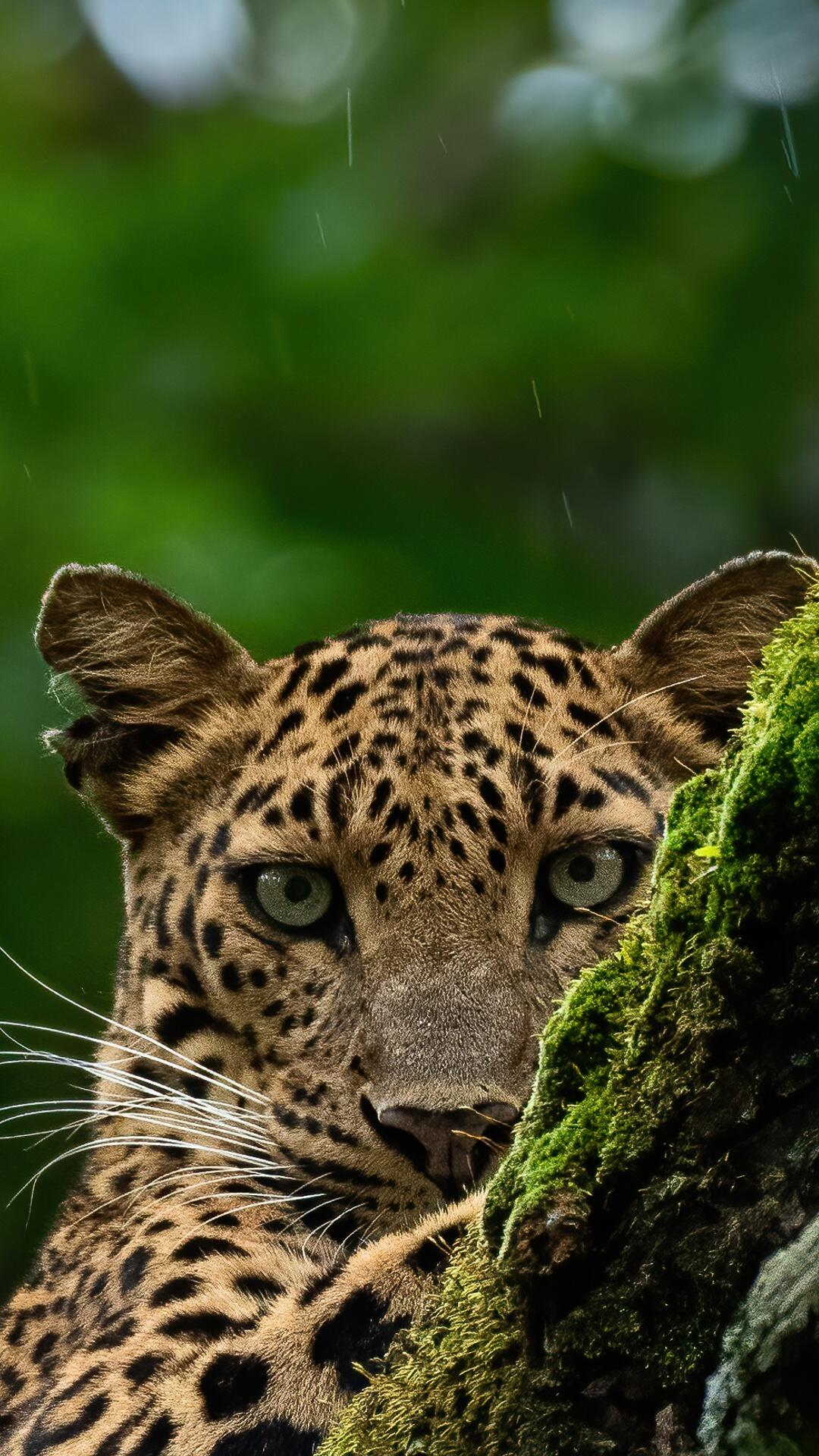 Leopard Mobile Wallpapers - Wallpaper Cave