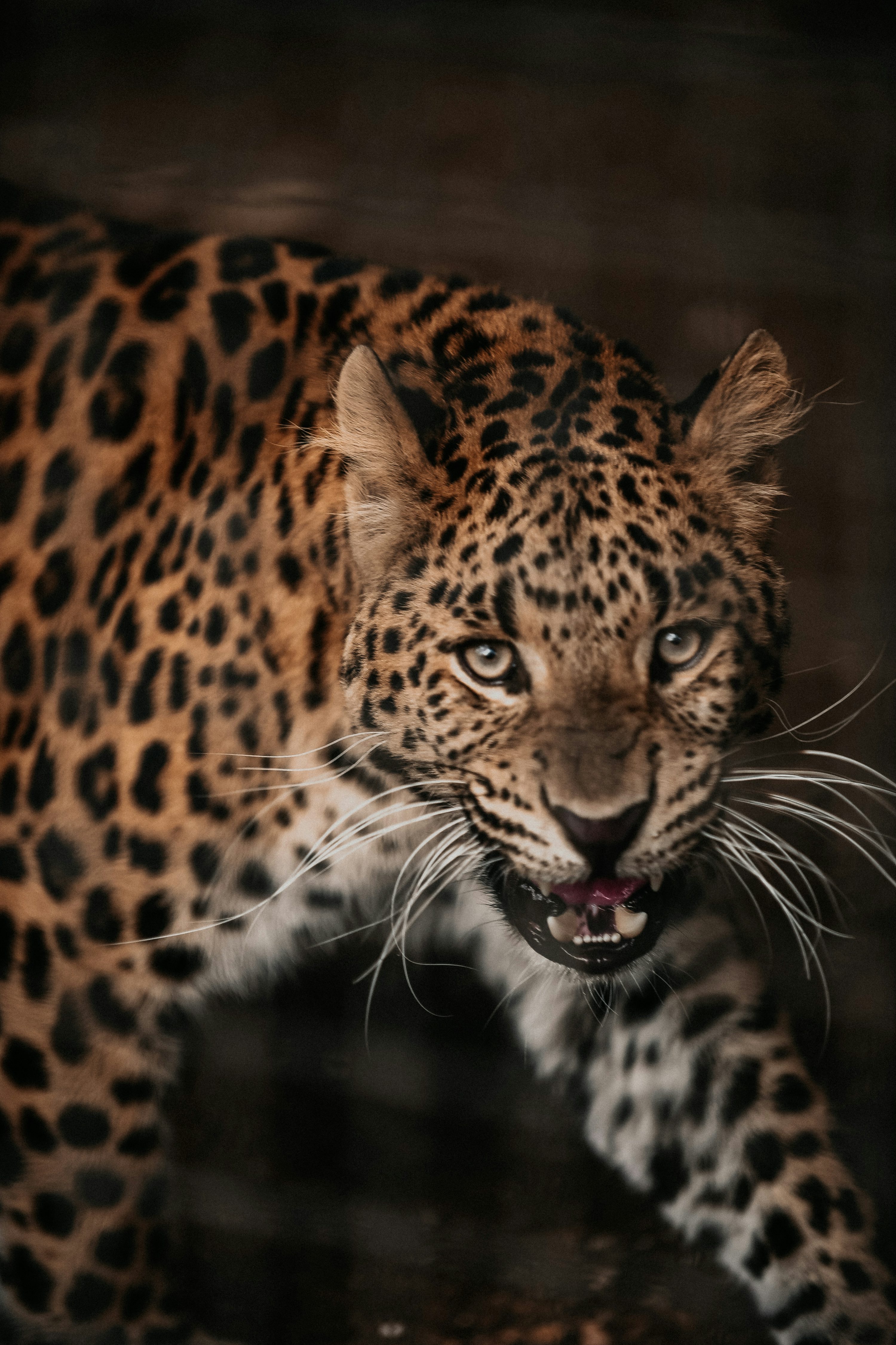 Leopard Mobile Wallpapers - Wallpaper Cave