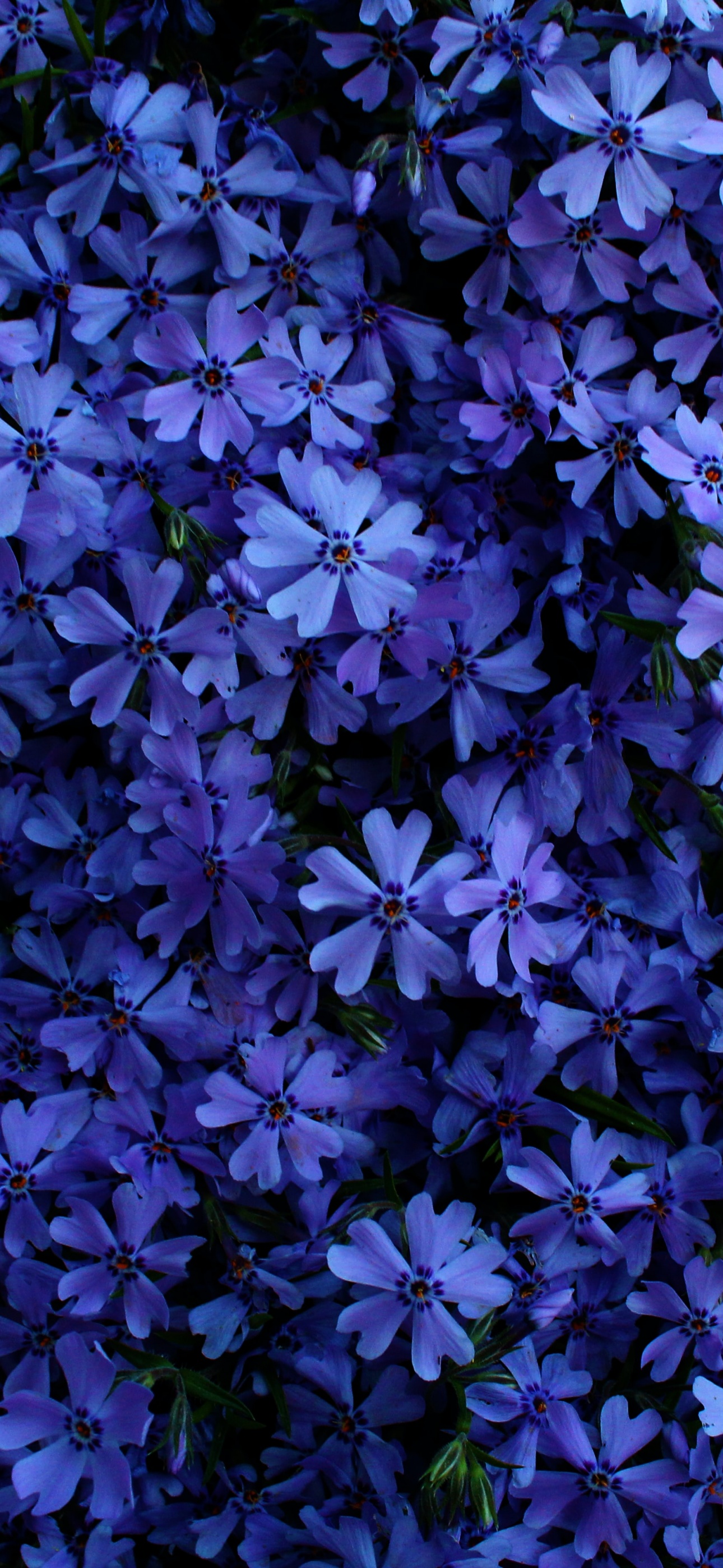Blue Flowers Phone Wallpapers - Wallpaper Cave