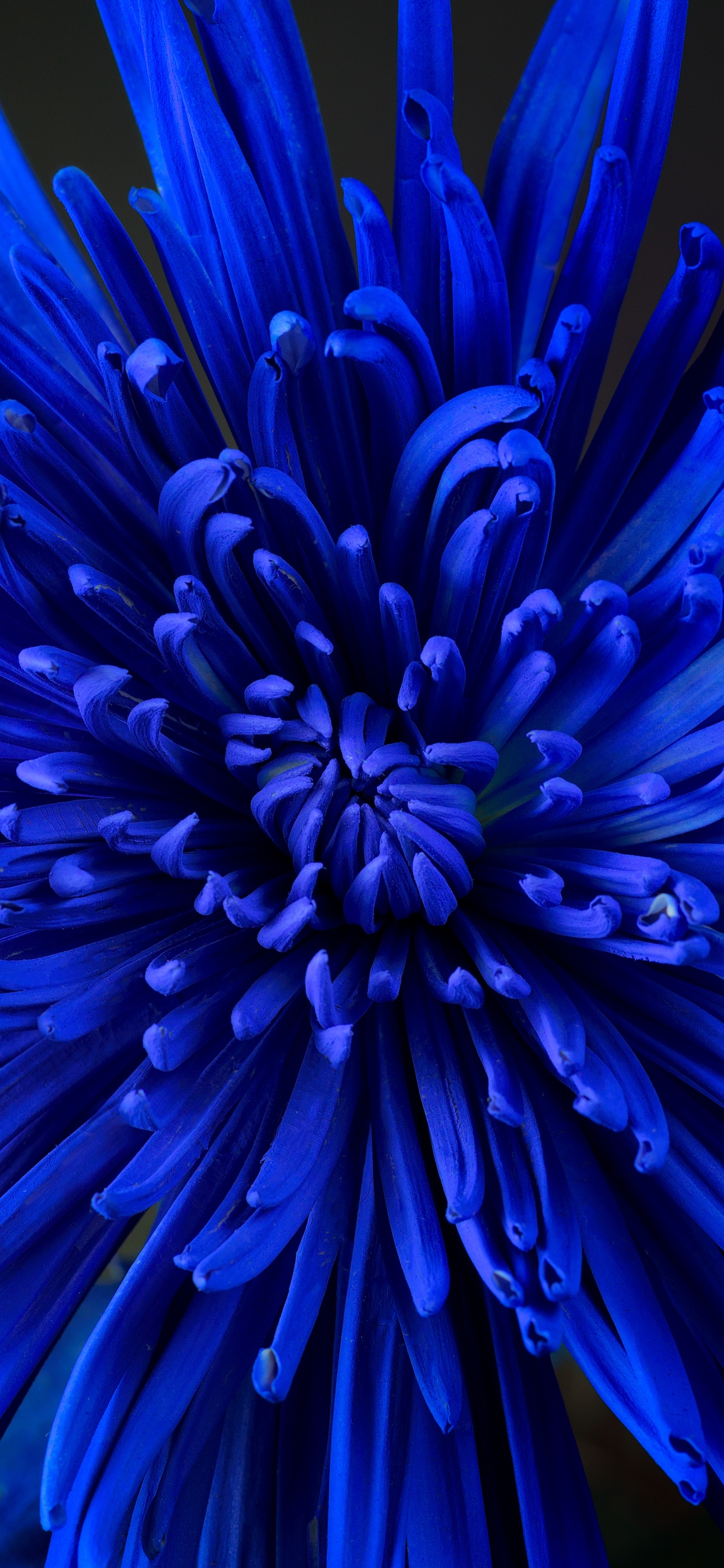 Blue Flowers Phone Wallpapers - Wallpaper Cave