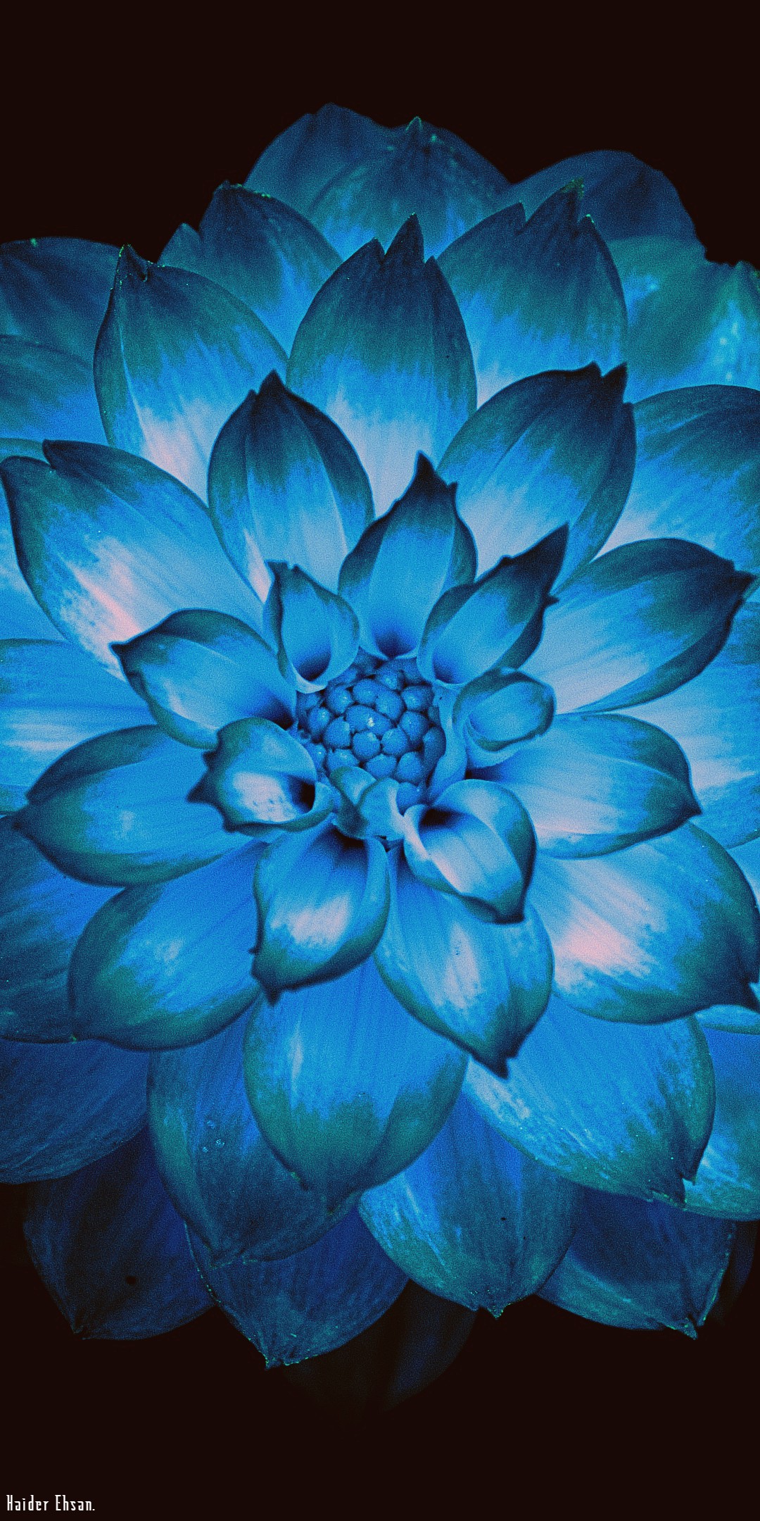 Blue Flowers Phone Wallpapers - Wallpaper Cave