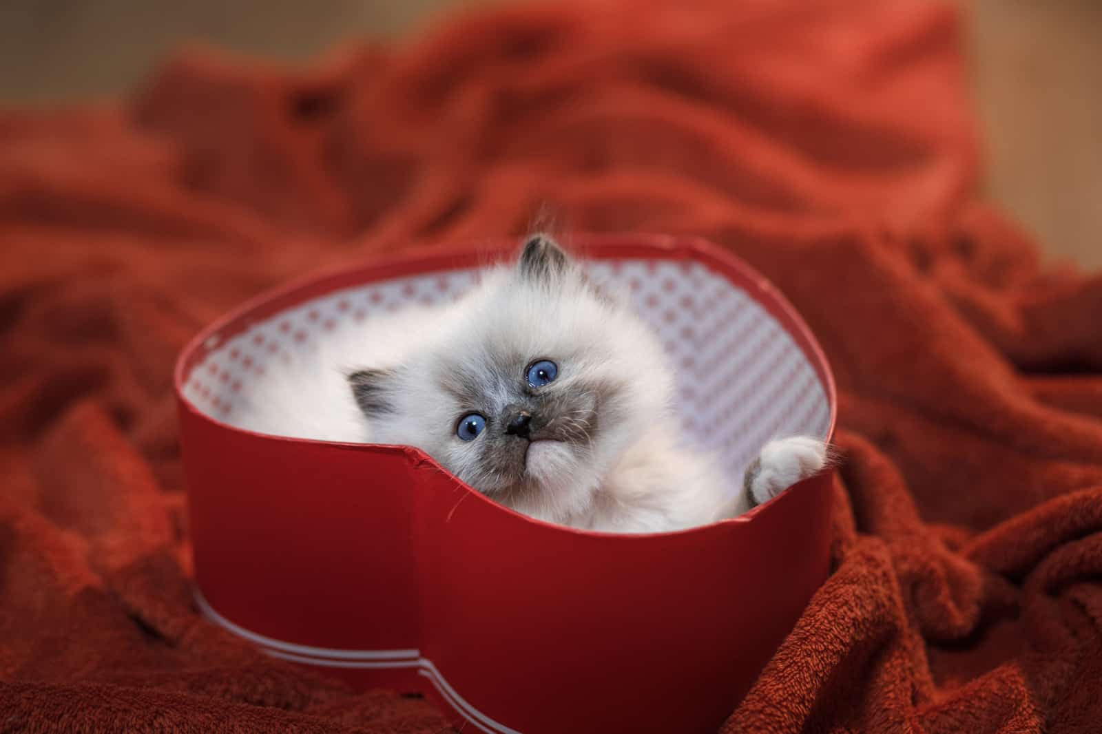 Ragdoll Kitten Wallpapers - Wallpaper Cave