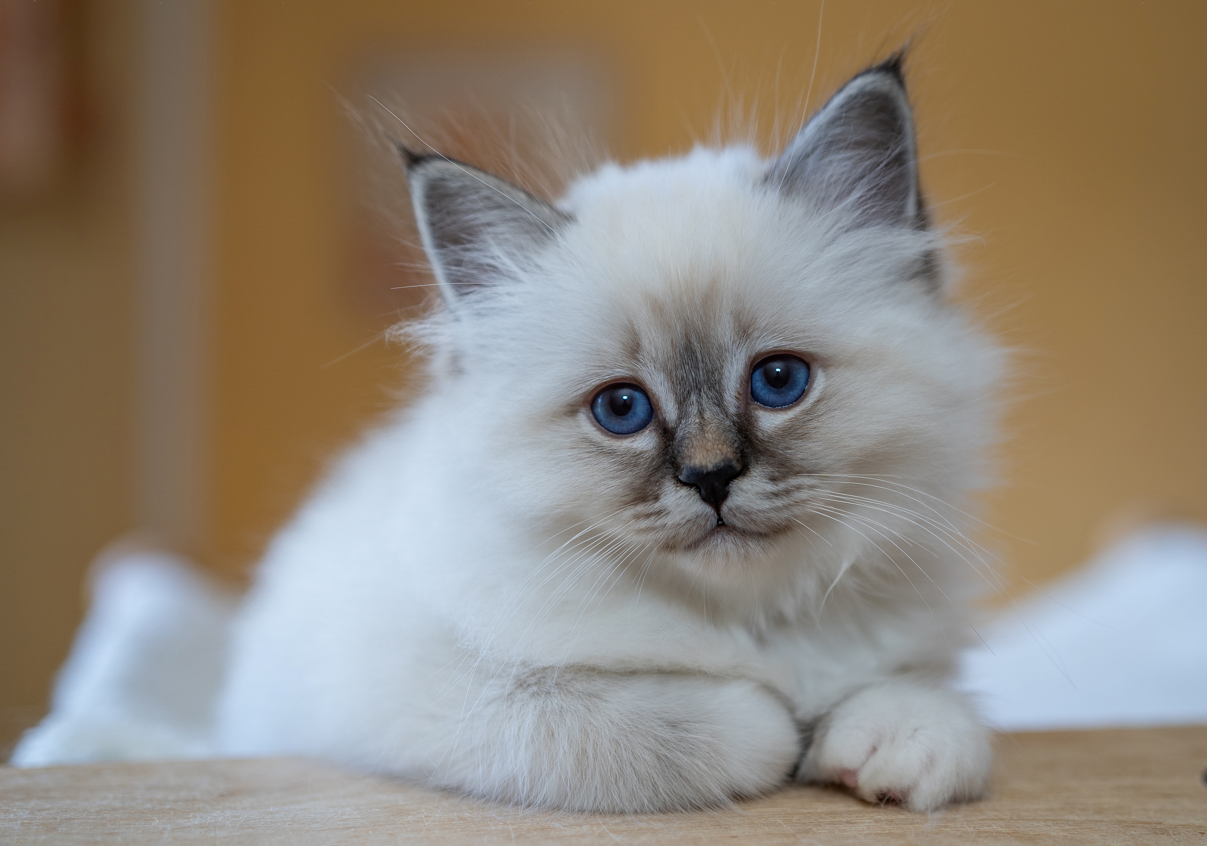 Ragdoll Kitten Wallpapers - Wallpaper Cave
