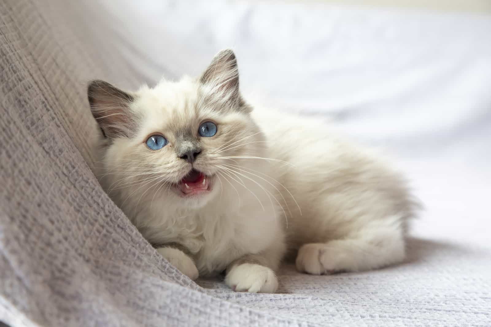 Ragdoll Kitten Wallpapers - Wallpaper Cave