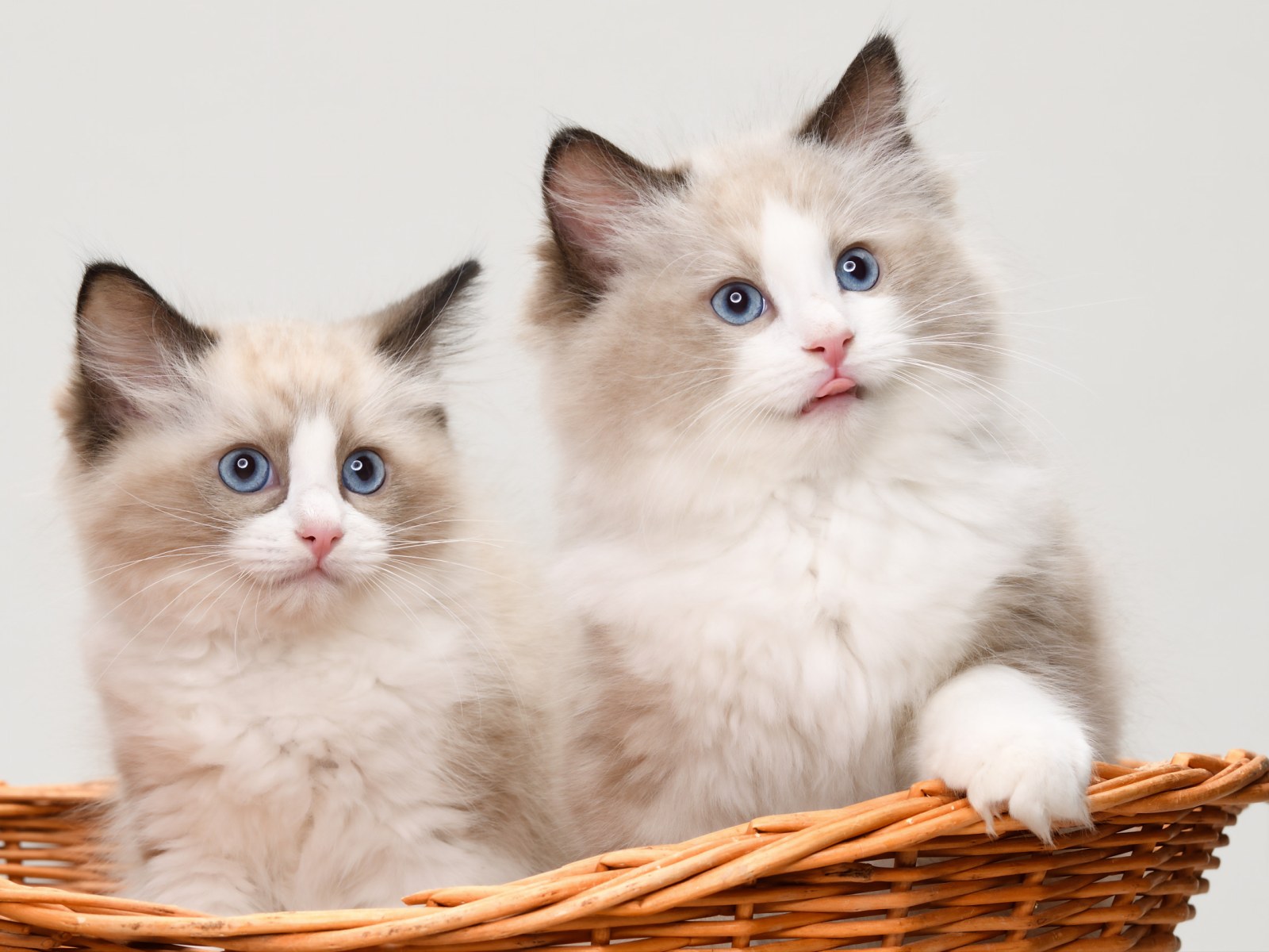 Ragdoll Kitten Wallpapers - Wallpaper Cave