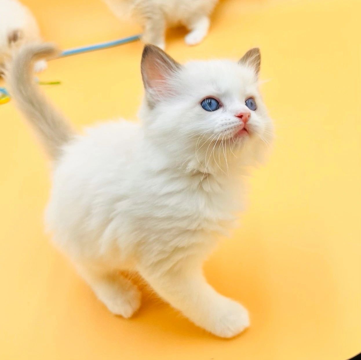 Ragdoll Kitten Wallpapers - Wallpaper Cave