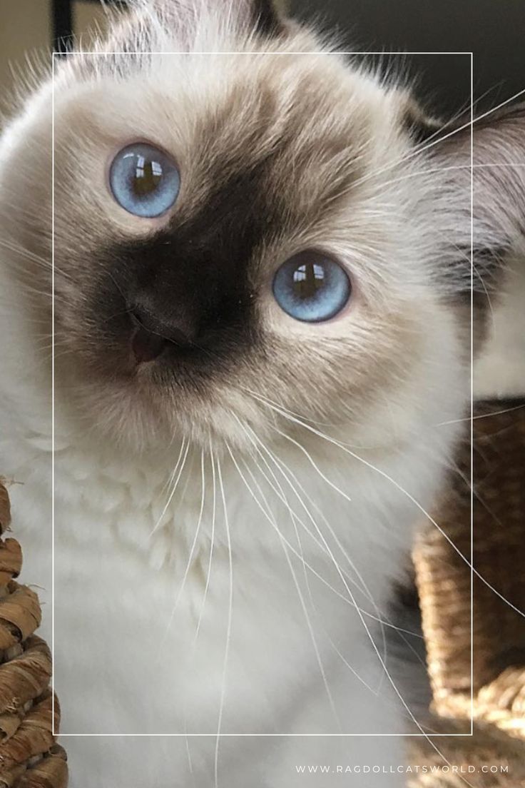 Ragdoll Kitten Wallpapers - Wallpaper Cave