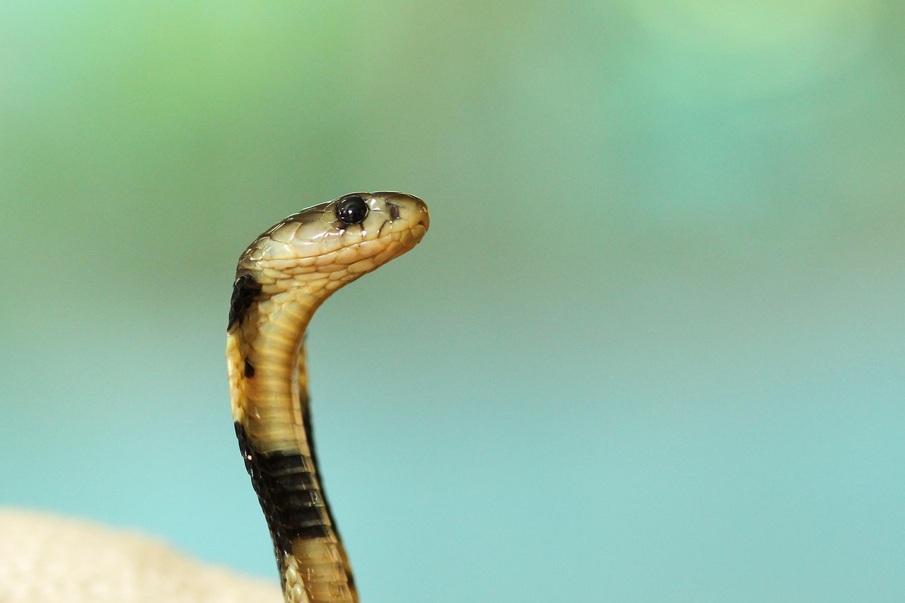 Cobra Animal Wallpapers - Wallpaper Cave