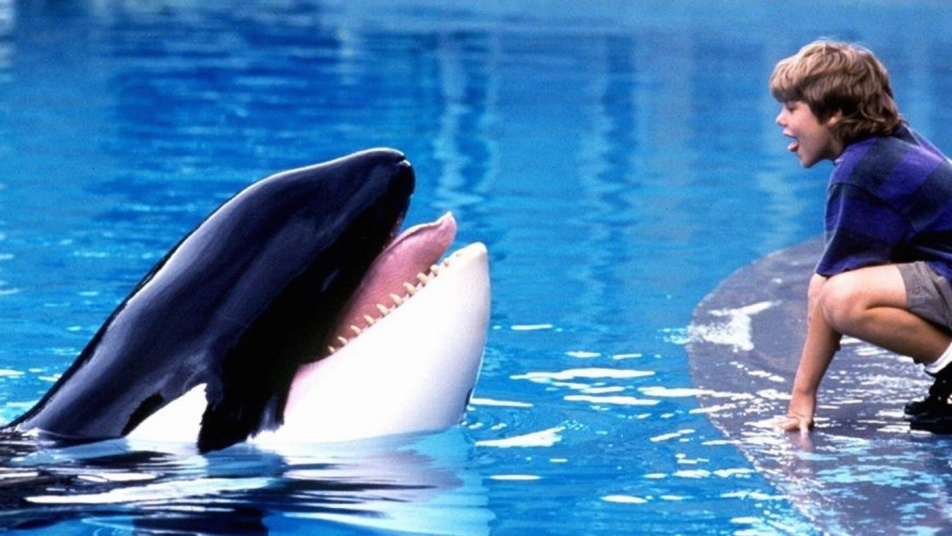 Free Willy Wallpapers - Wallpaper Cave