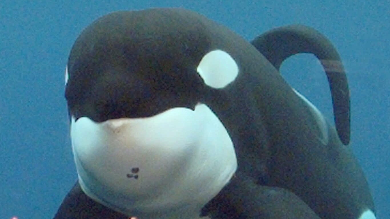 Free Willy Wallpapers - Wallpaper Cave