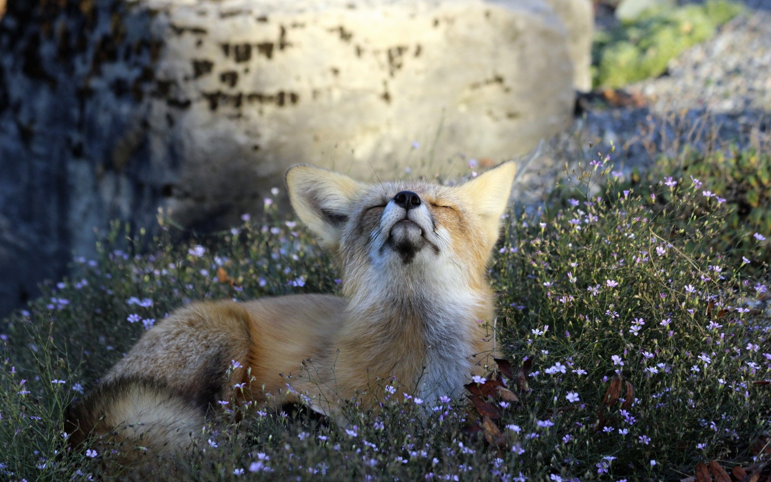 Summer Fox Wallpapers - Wallpaper Cave