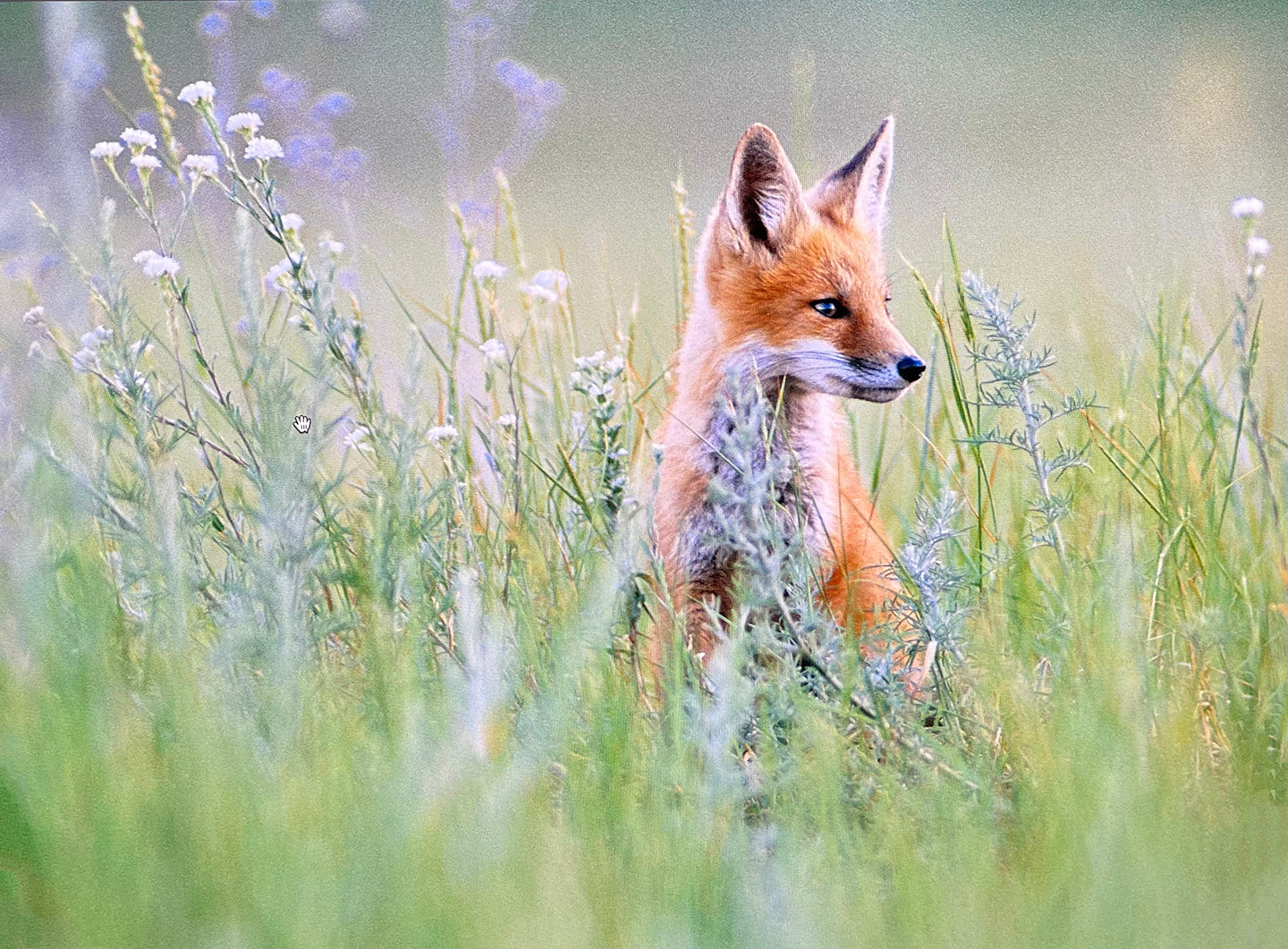 Summer Fox Wallpapers - Wallpaper Cave