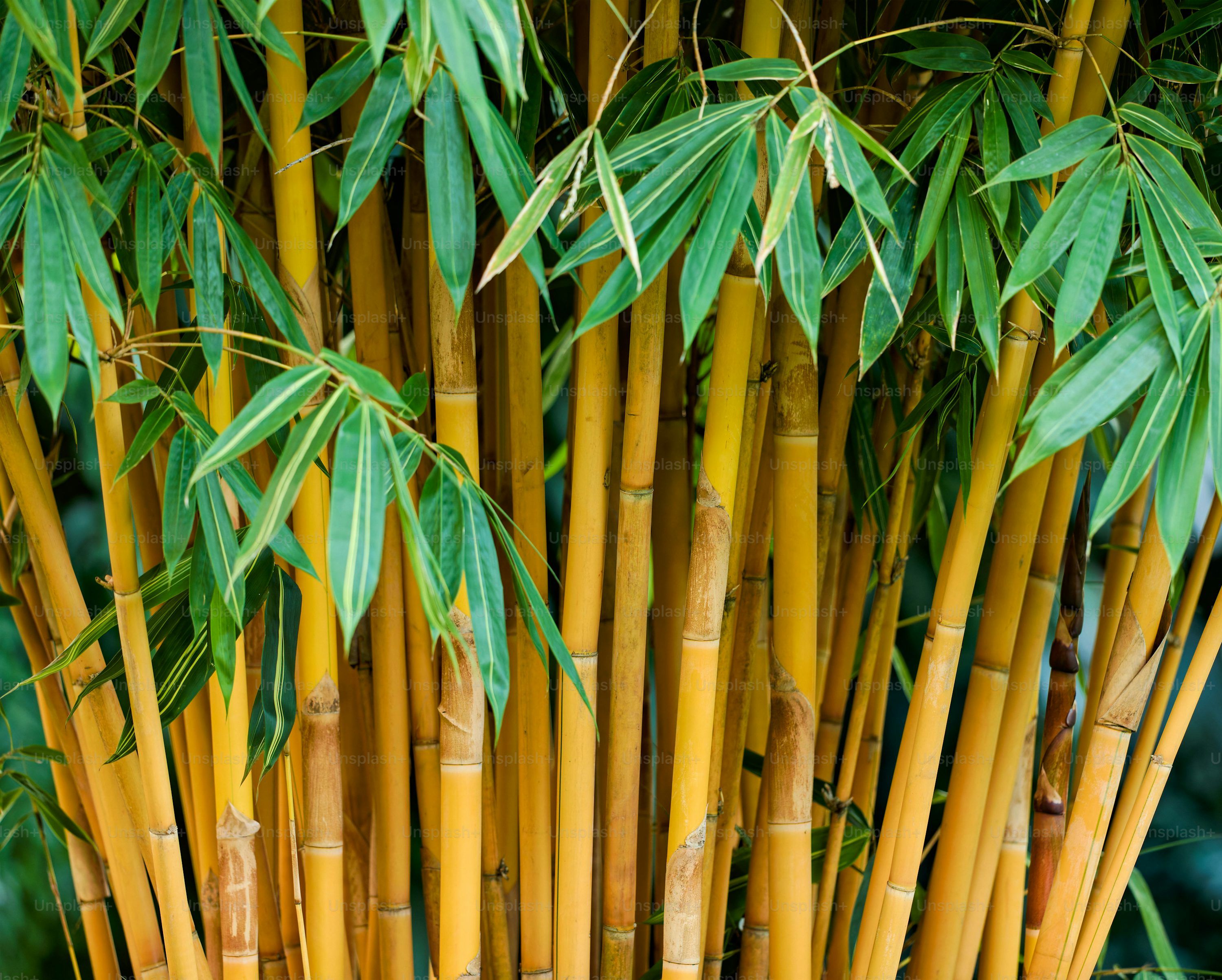 Bamboo Trees Wallpapers - Wallpaper Cave