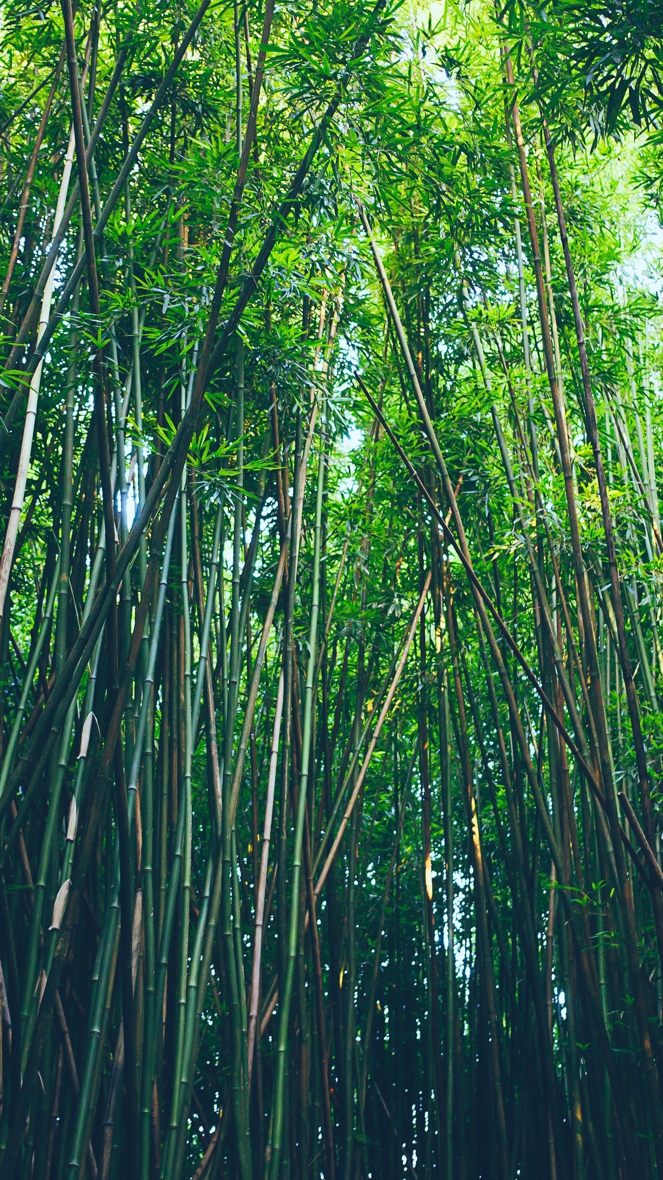 Bamboo Trees Wallpapers - Wallpaper Cave