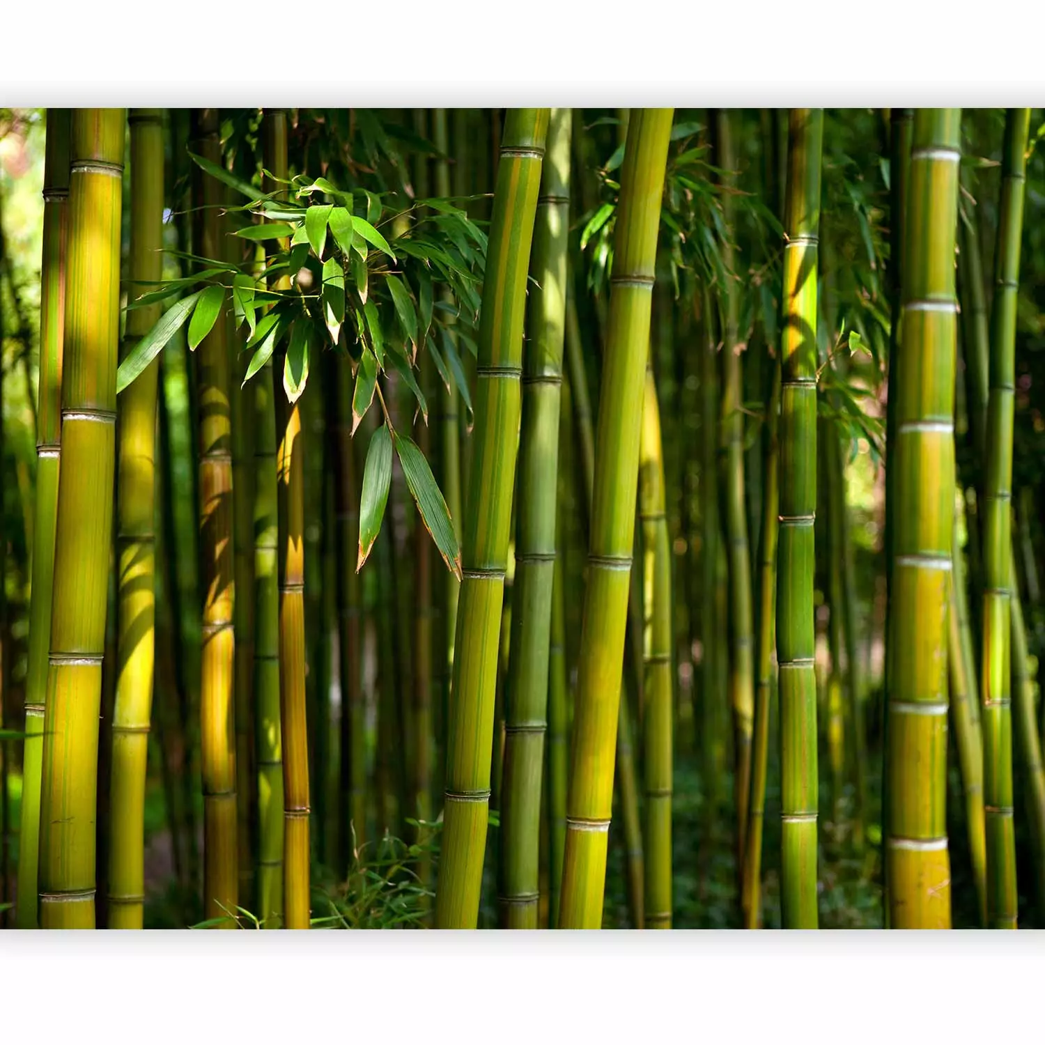 Bamboo Trees Wallpapers - Wallpaper Cave