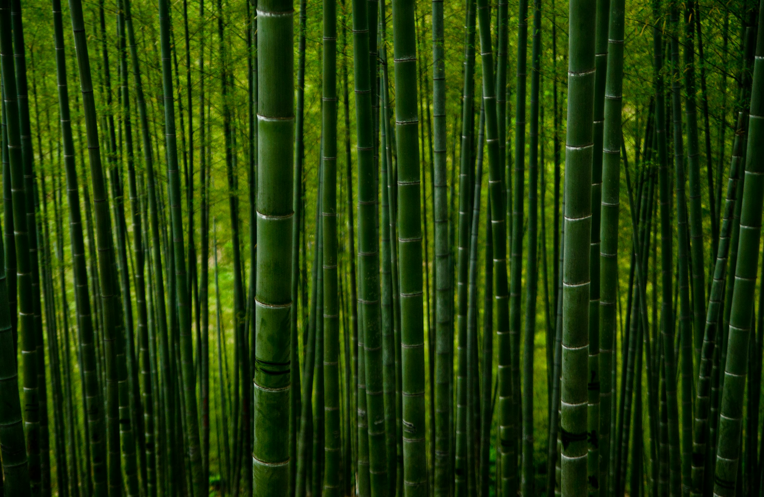 Bamboo Trees Wallpapers - Wallpaper Cave