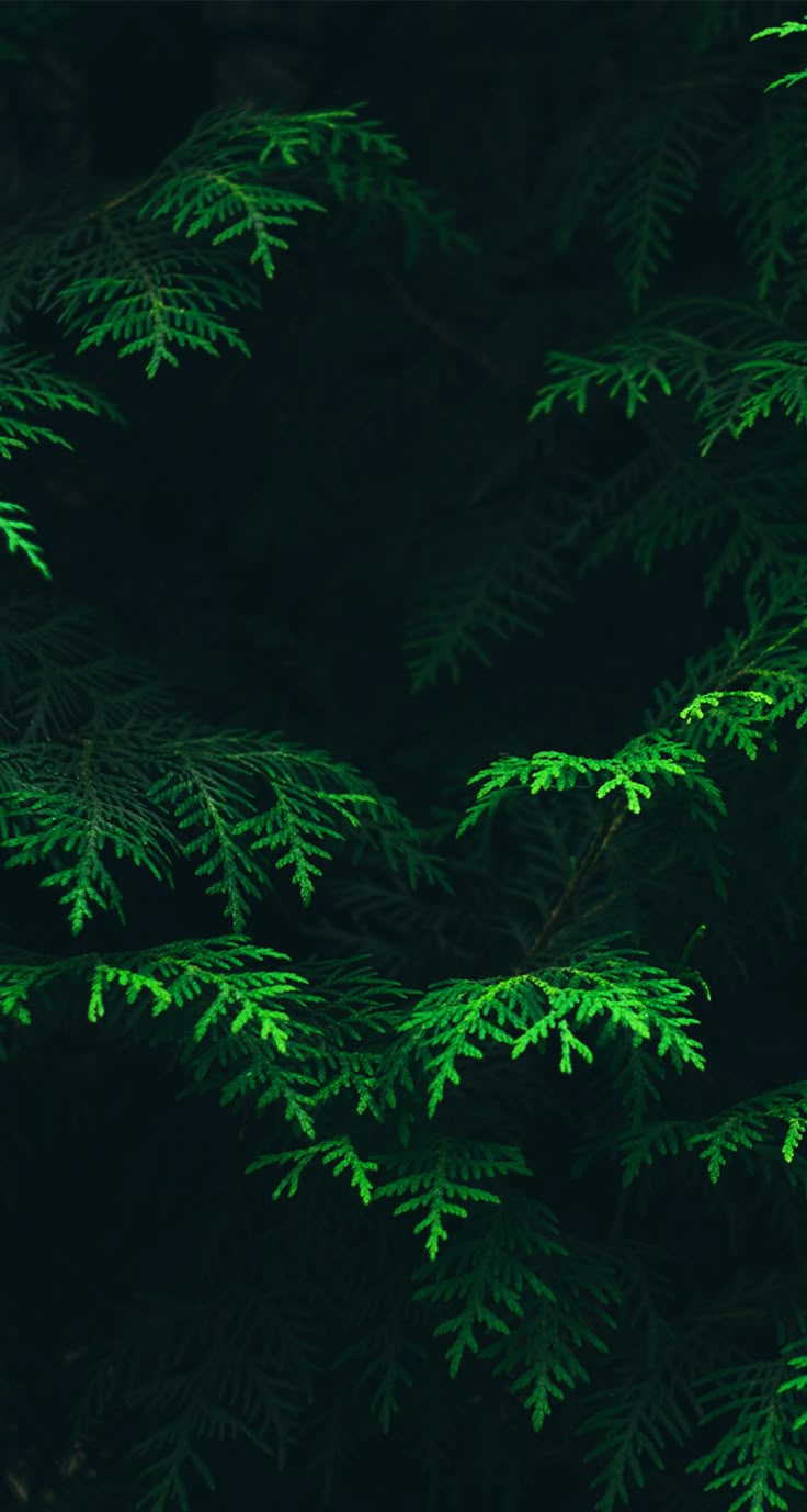 Cute Forest Green Wallpapers - Wallpaper Cave