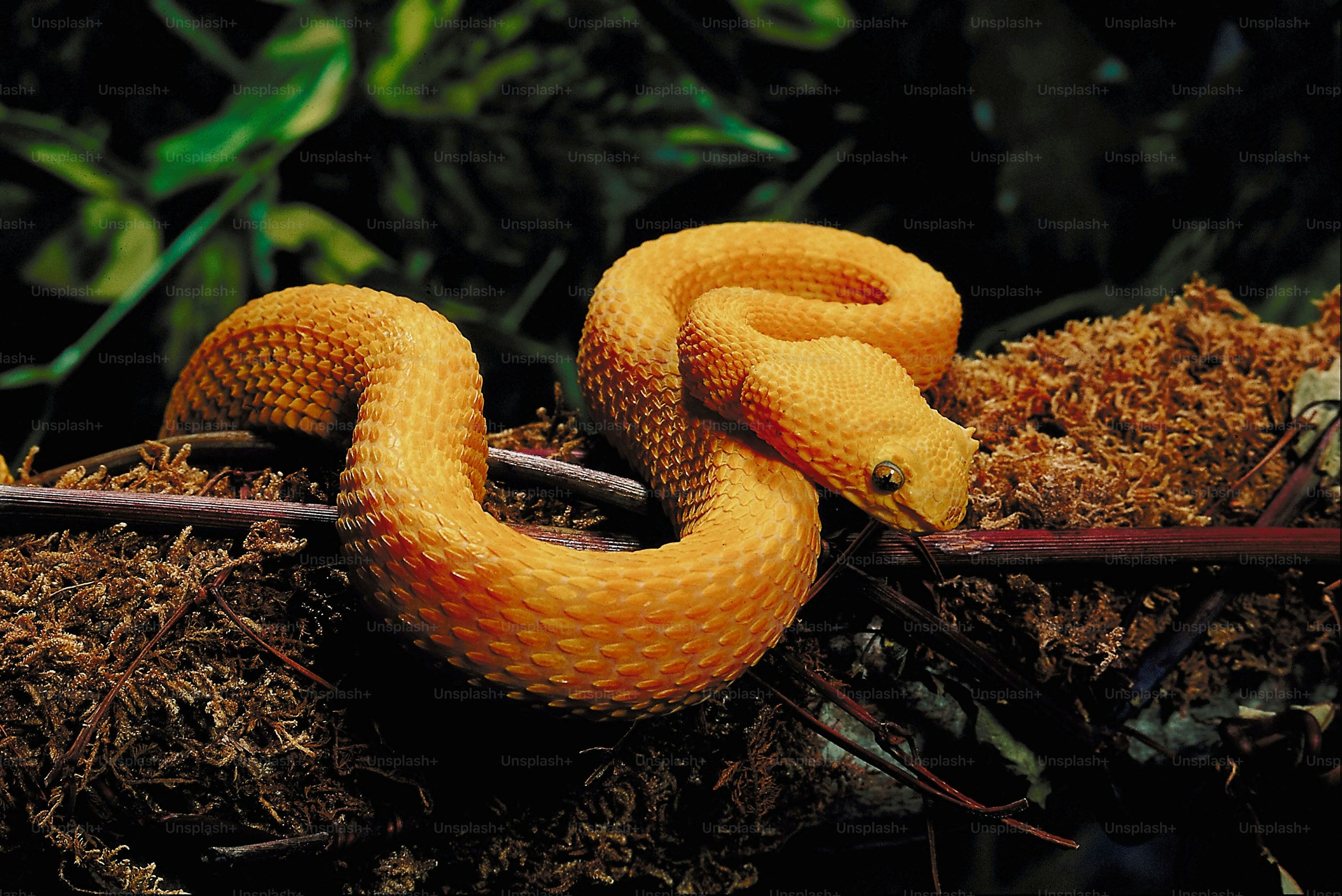 Realistic Snakes Wallpapers - Wallpaper Cave