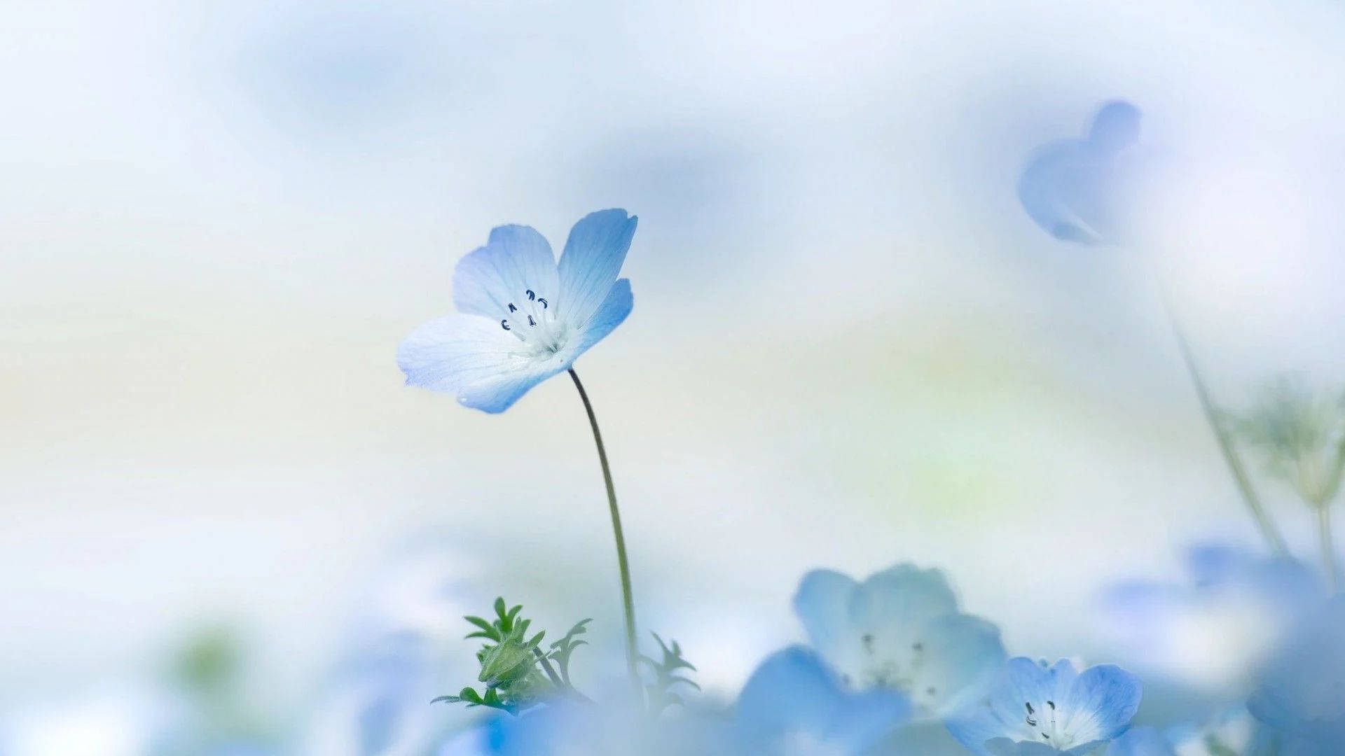 Baby Blue Flowers Wallpapers - Wallpaper Cave