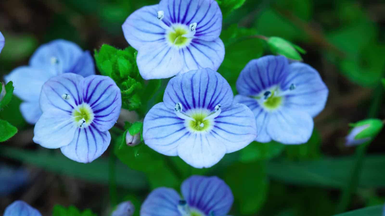 Baby Blue Flowers Wallpapers - Wallpaper Cave
