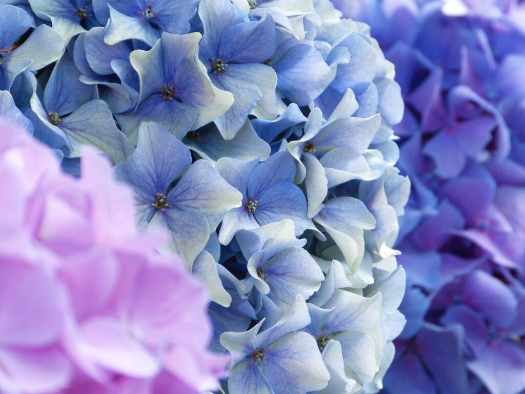 Baby Blue Flowers Wallpapers - Wallpaper Cave