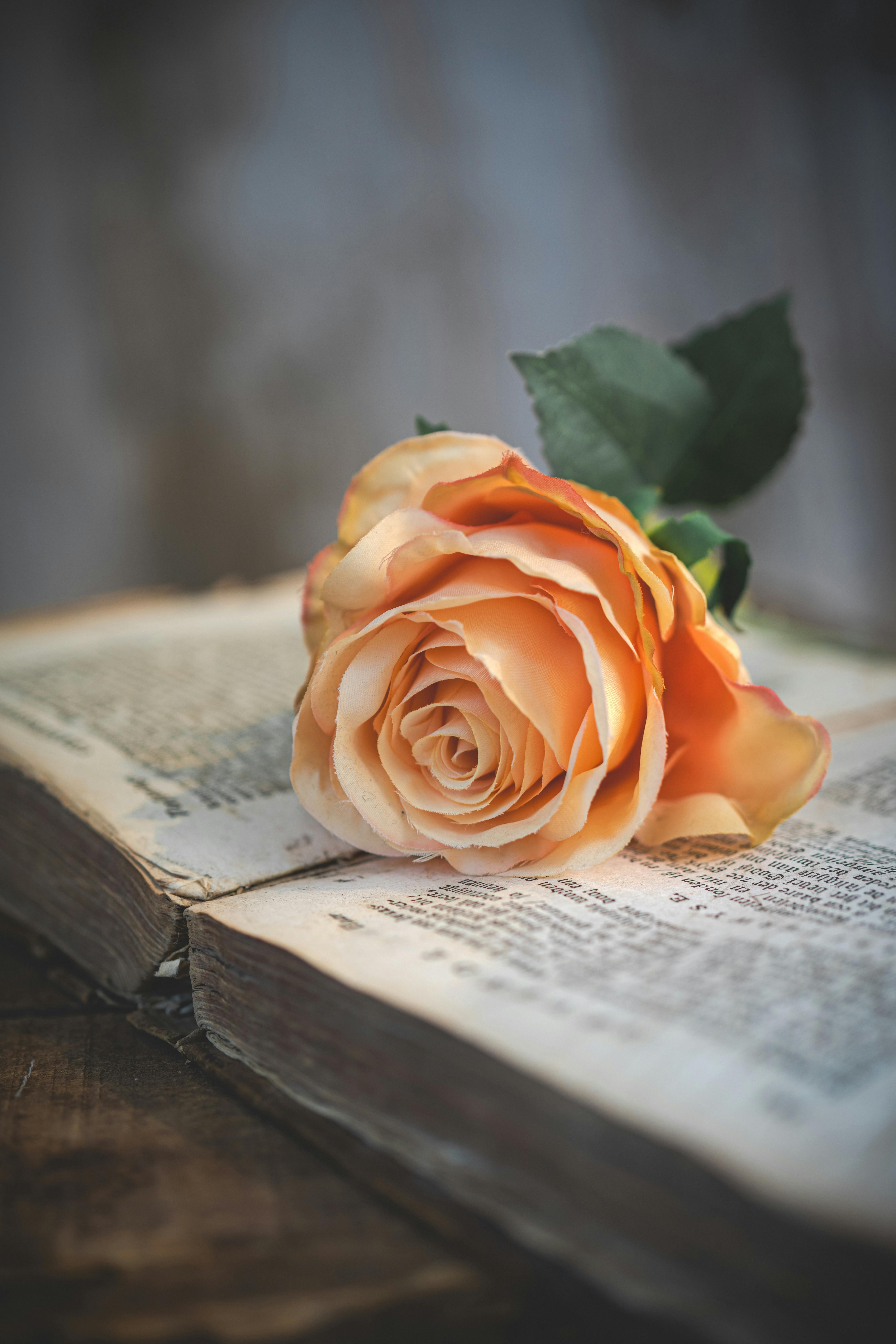 Roses On Books Wallpapers - Wallpaper Cave