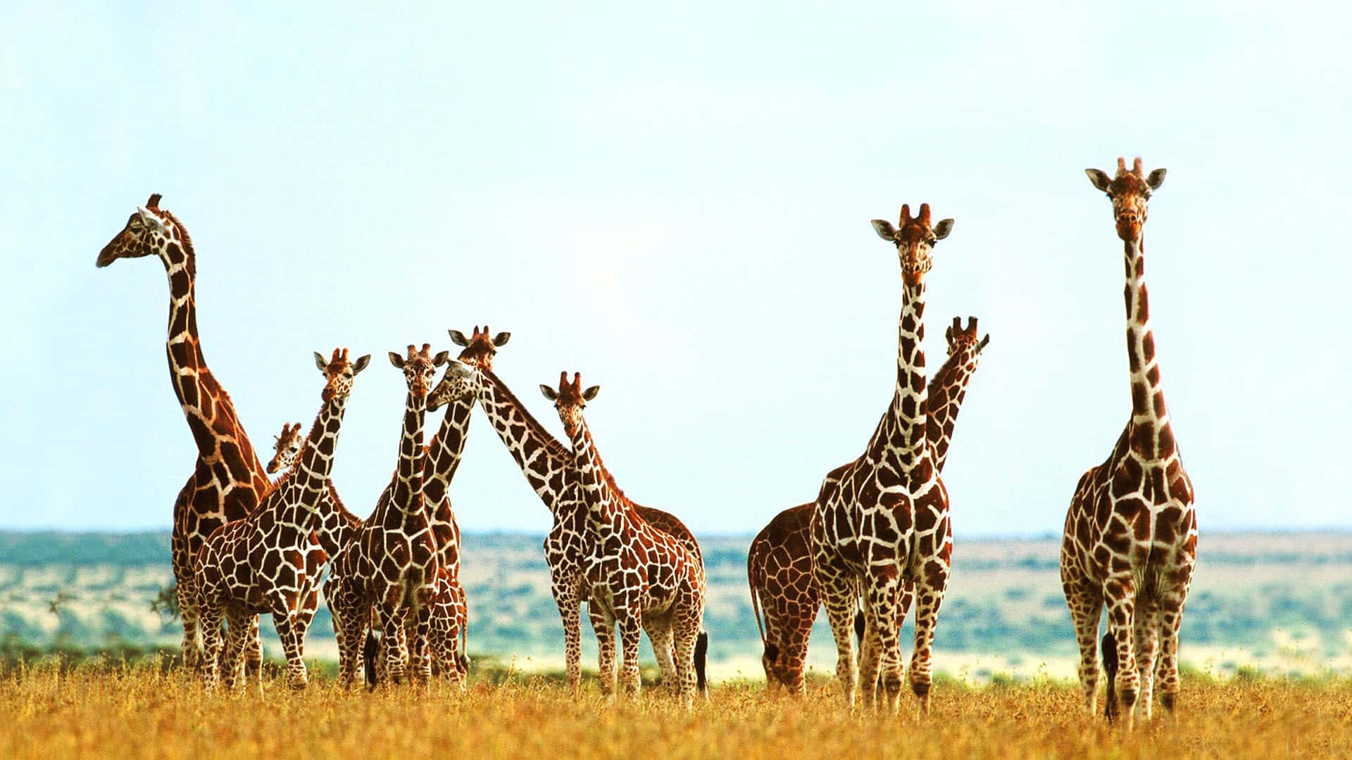 1920x1080 Giraffes Wallpapers - Wallpaper Cave