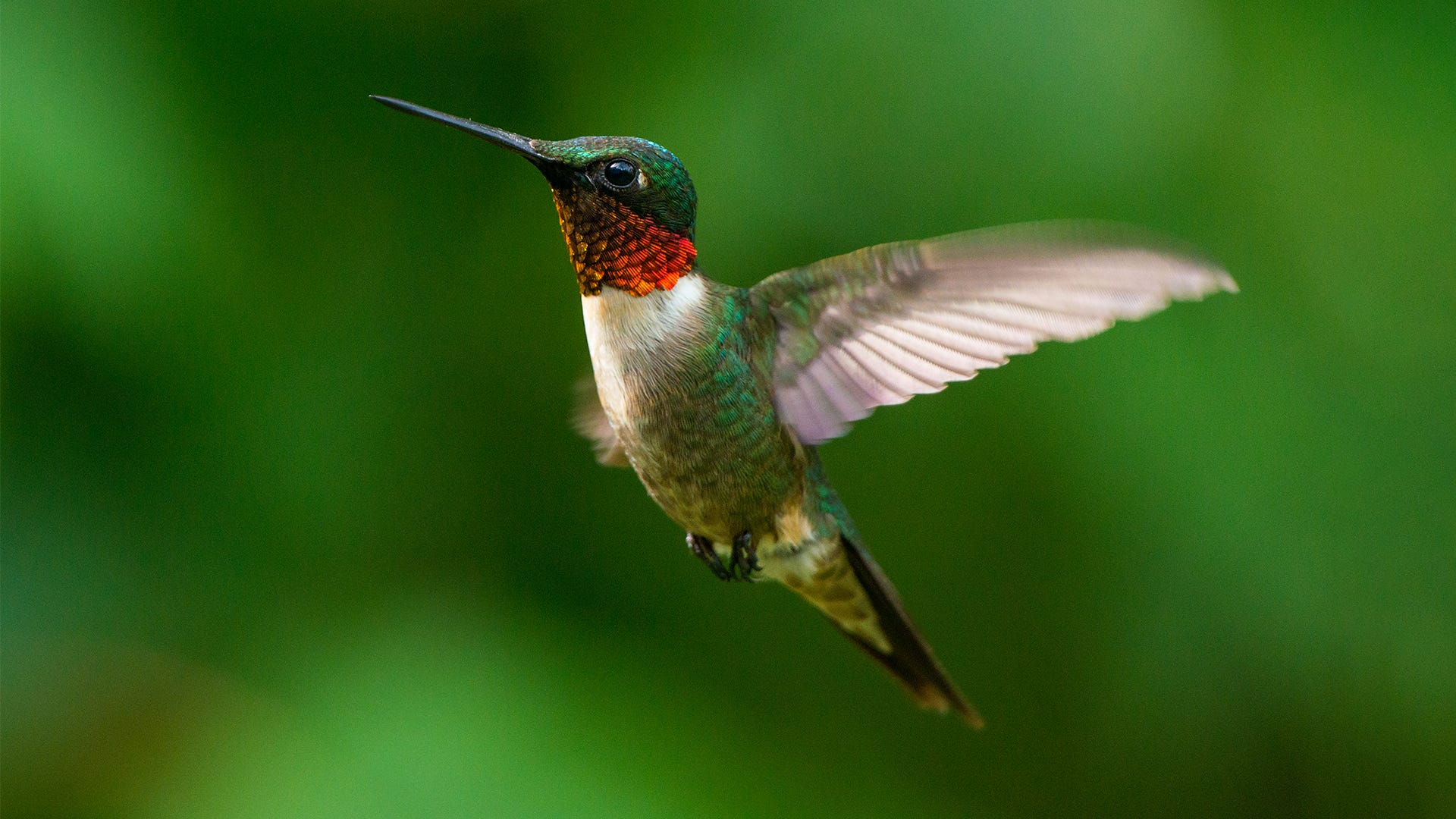 Ruby-throated Hummingbirds Wallpapers - Wallpaper Cave