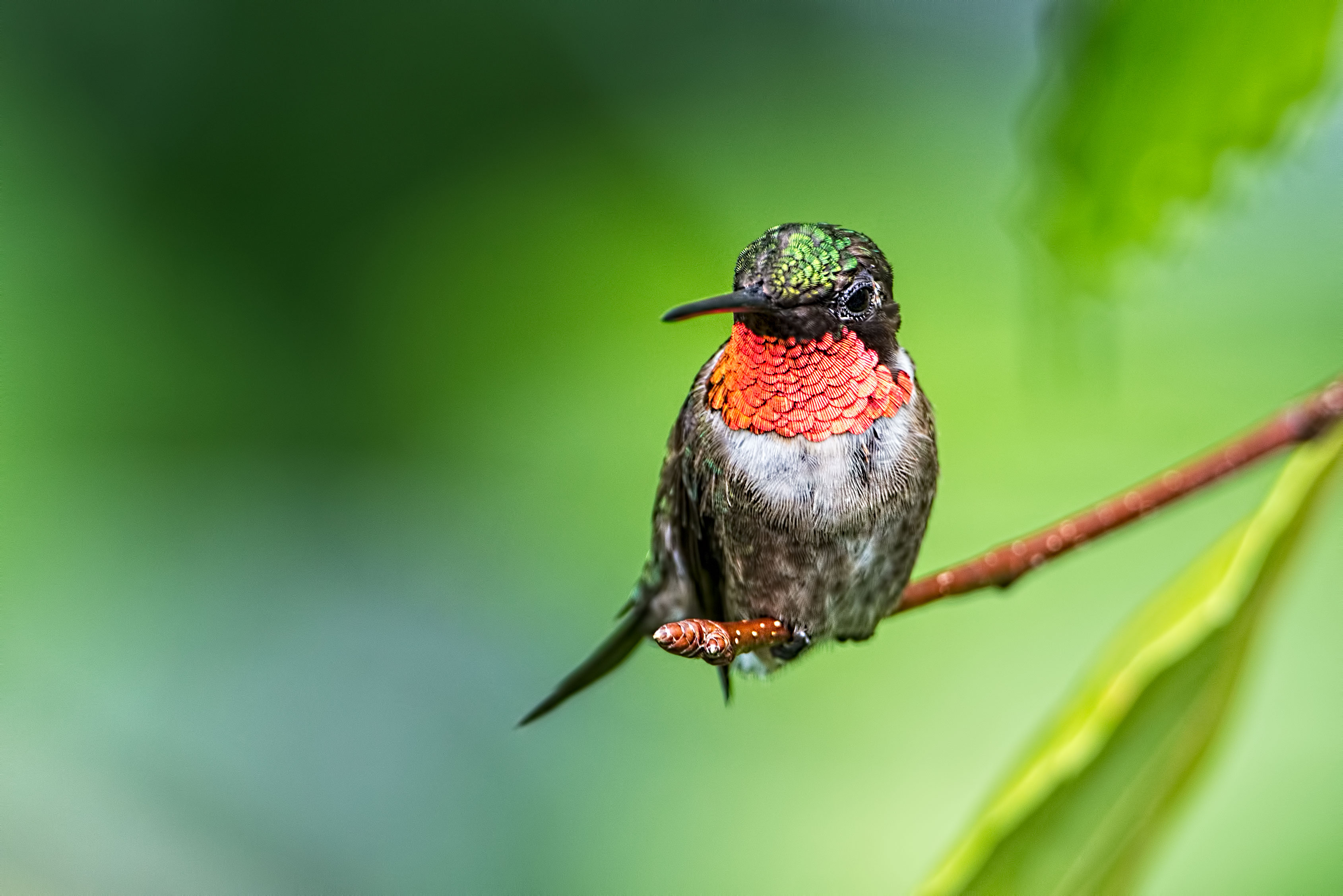 Ruby-throated Hummingbirds Wallpapers - Wallpaper Cave