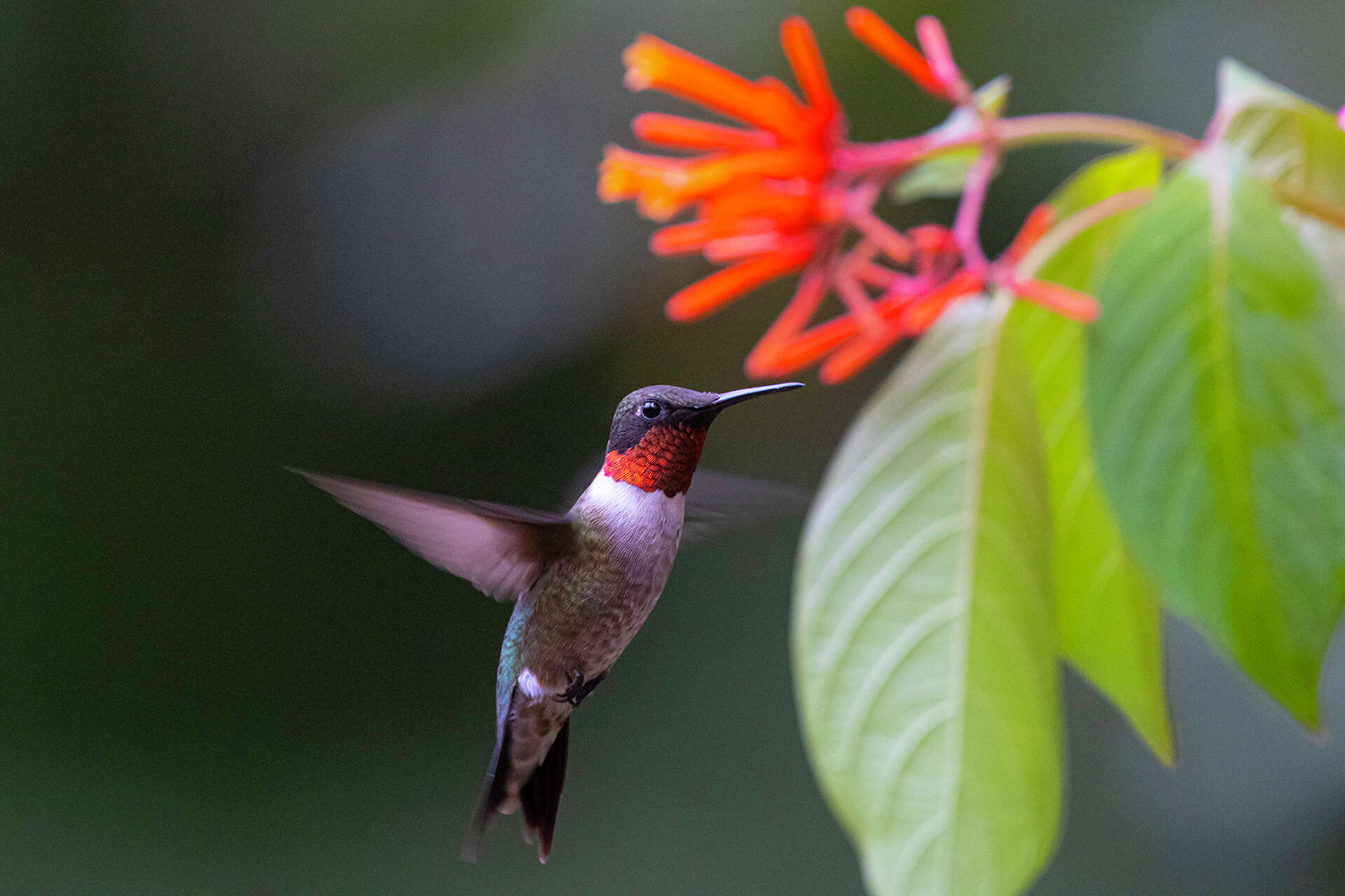 Ruby-throated Hummingbirds Wallpapers - Wallpaper Cave