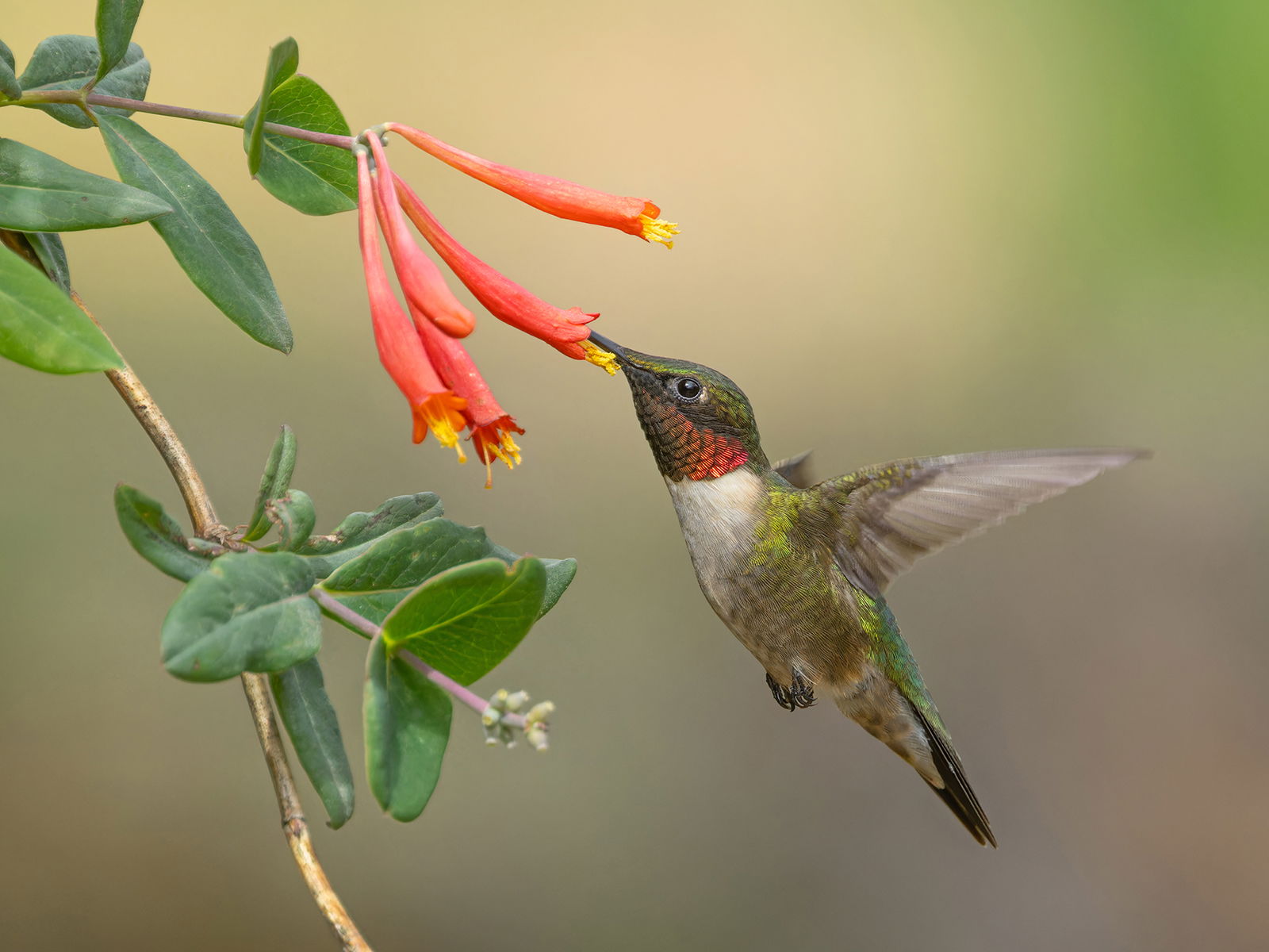 Ruby-throated Hummingbirds Wallpapers - Wallpaper Cave
