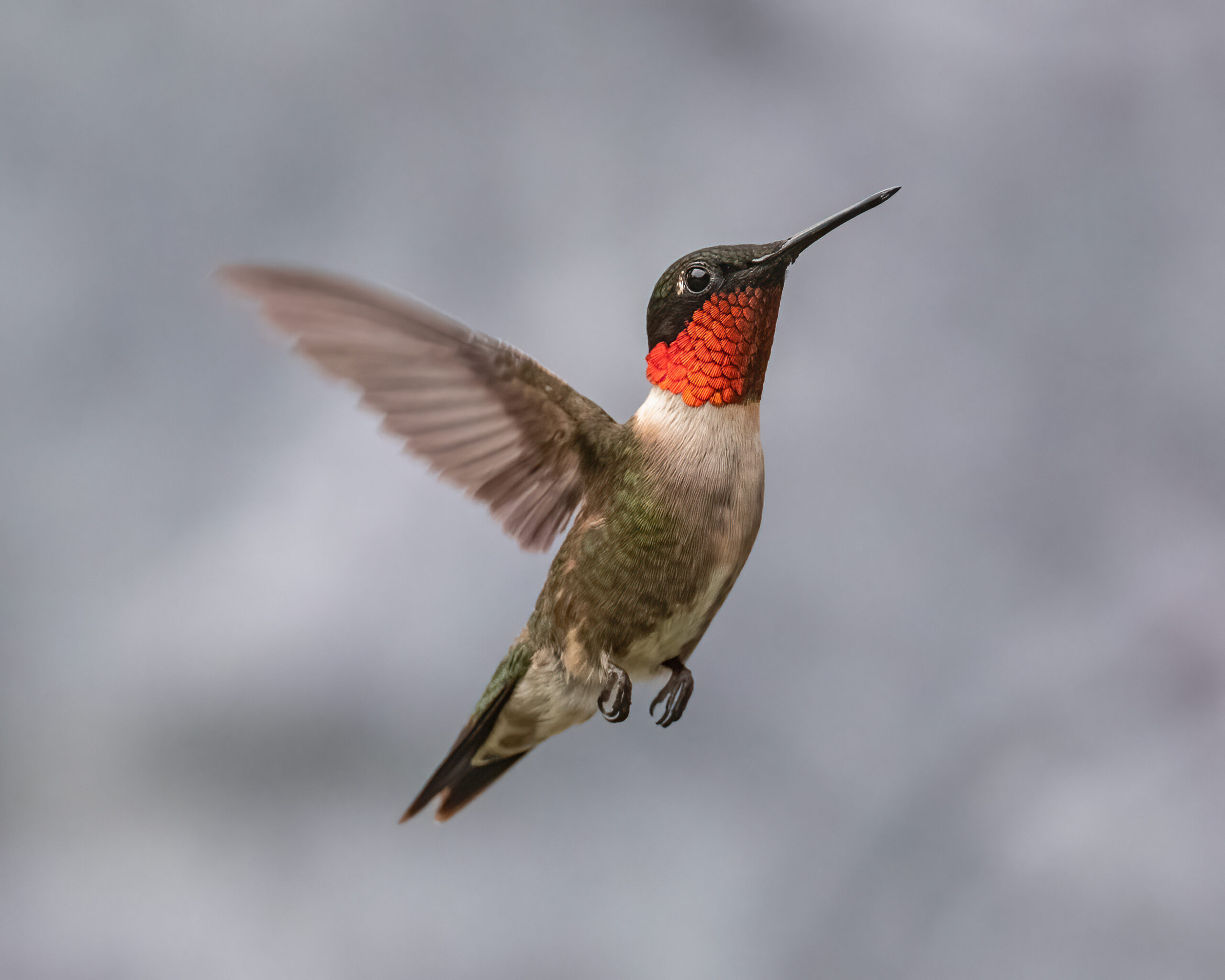 Ruby-throated Hummingbirds Wallpapers - Wallpaper Cave