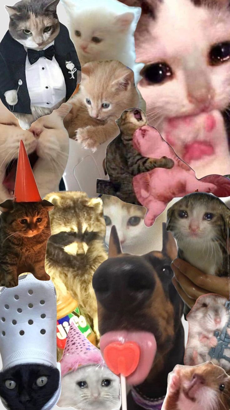 Meme Collage Wallpapers - Wallpaper Cave