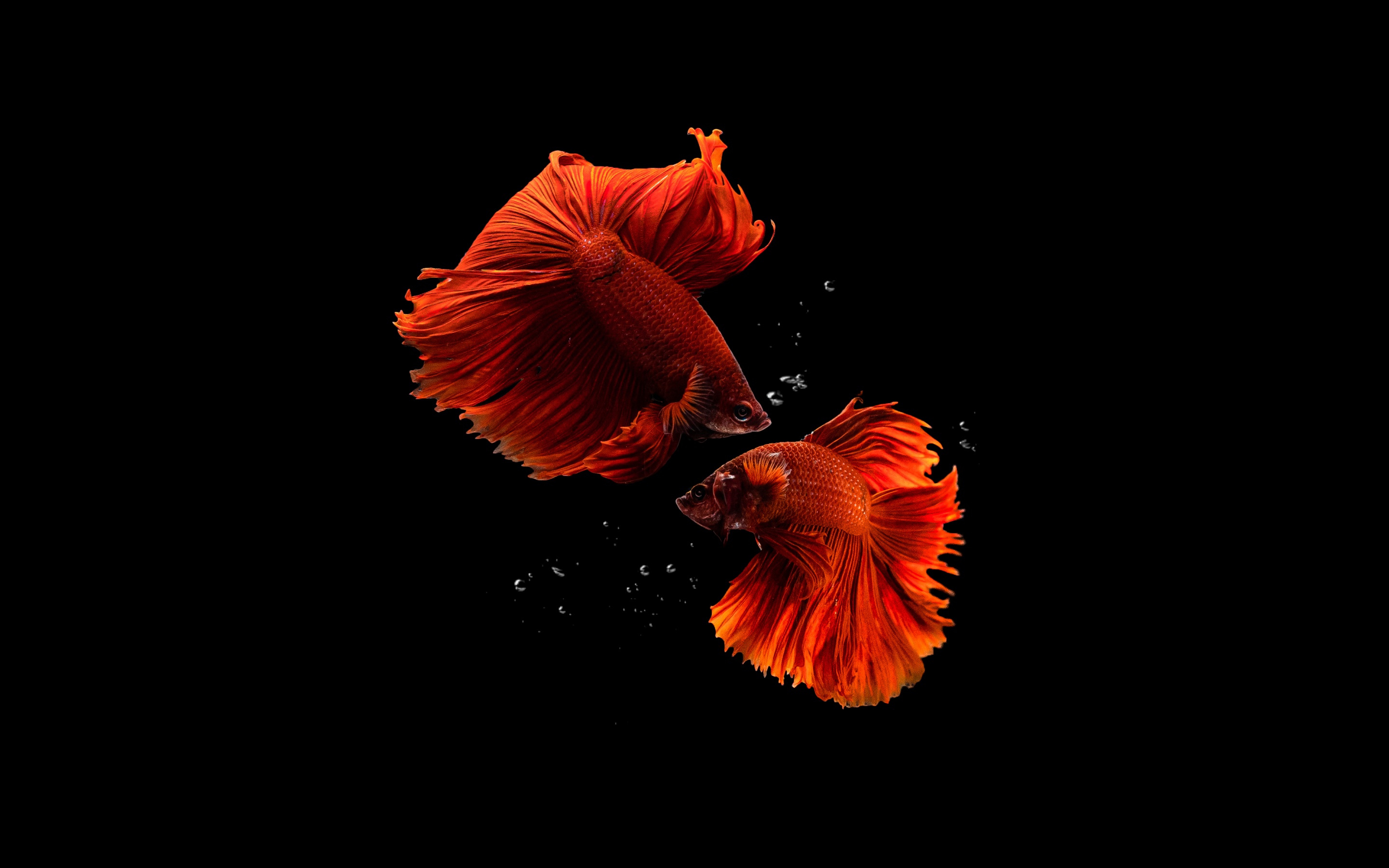 Dark Fish Wallpapers - Wallpaper Cave