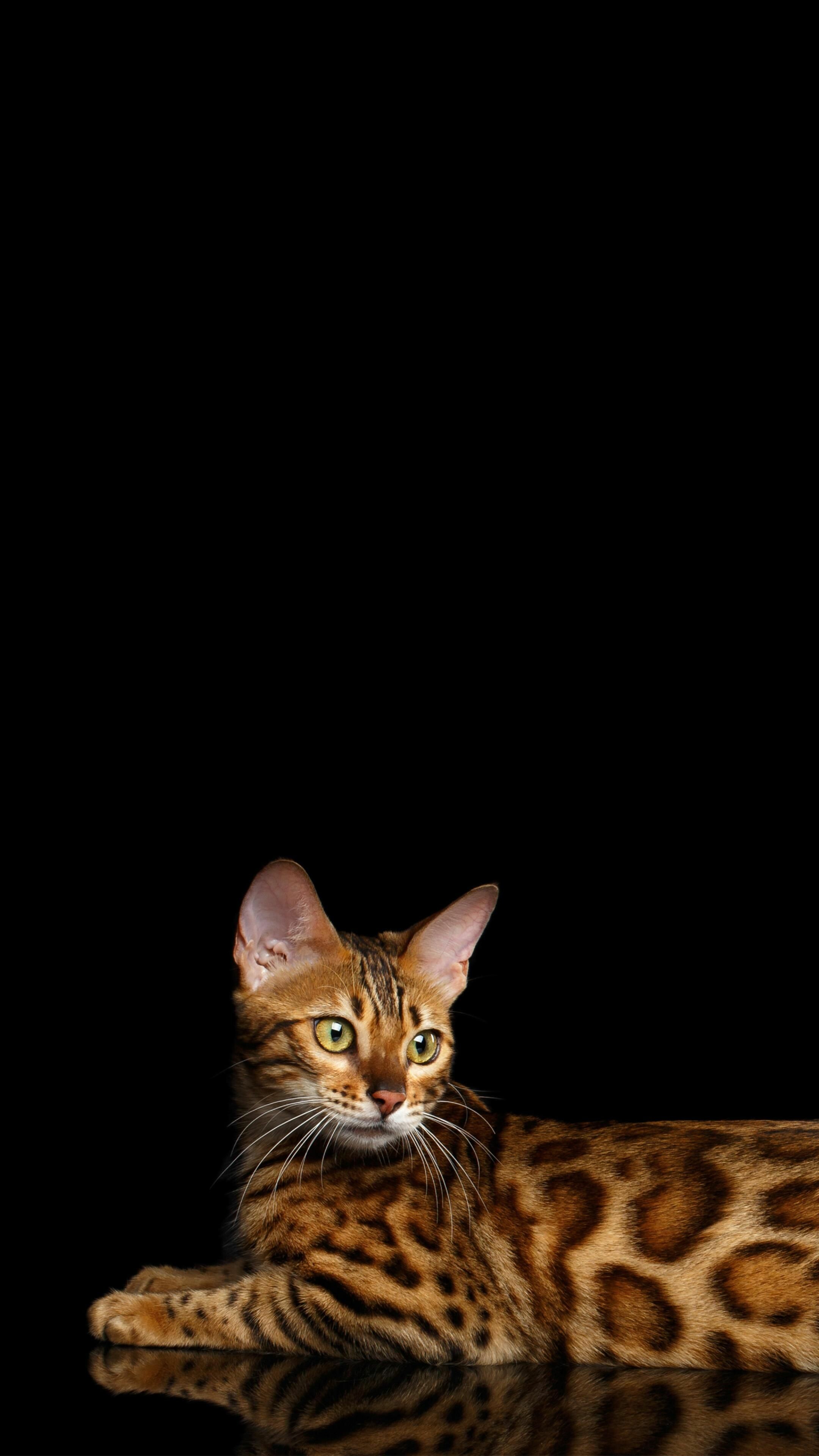 Leopard Cat Wallpapers - Wallpaper Cave