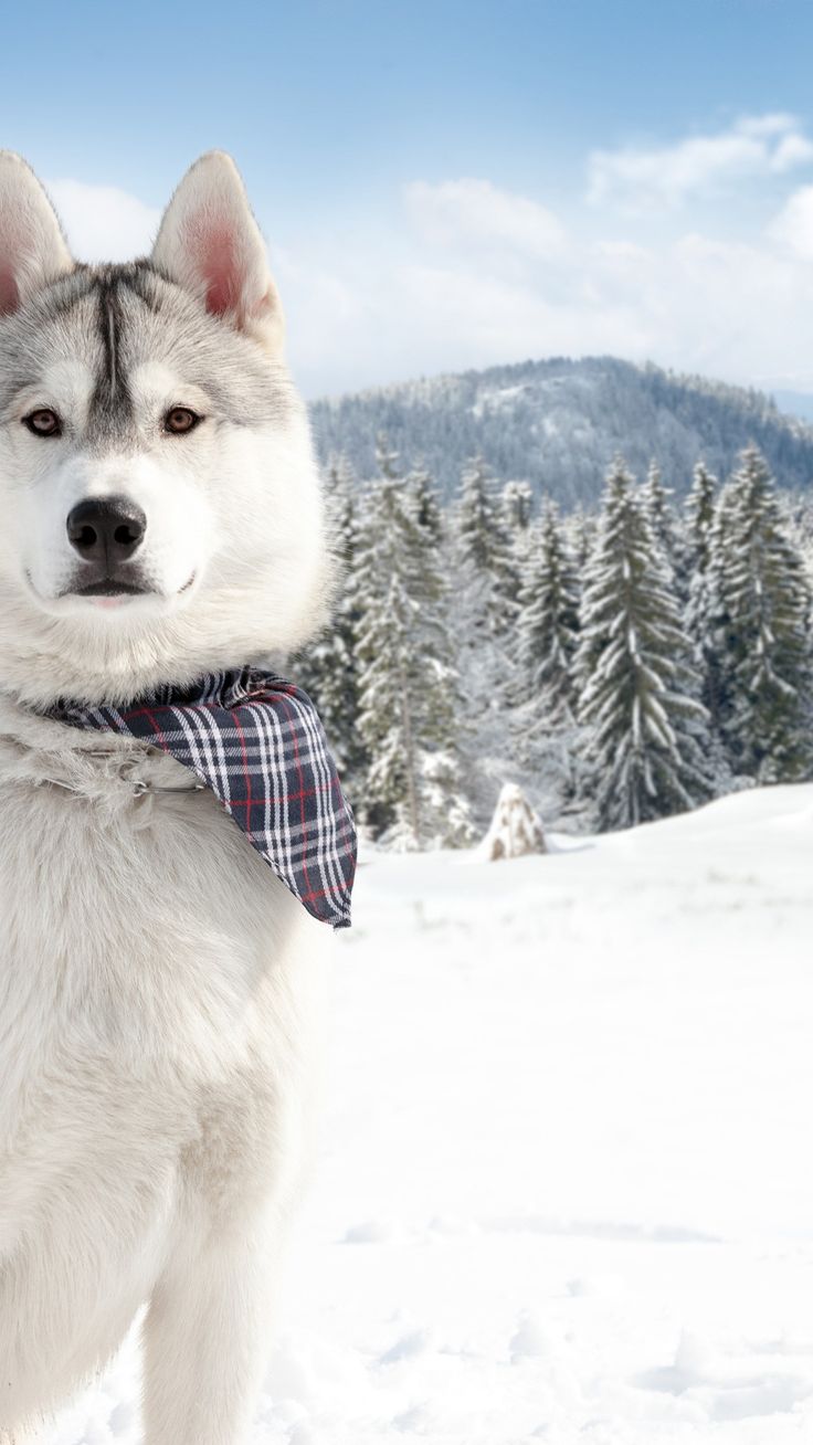 Snow Husky Wallpapers - Wallpaper Cave