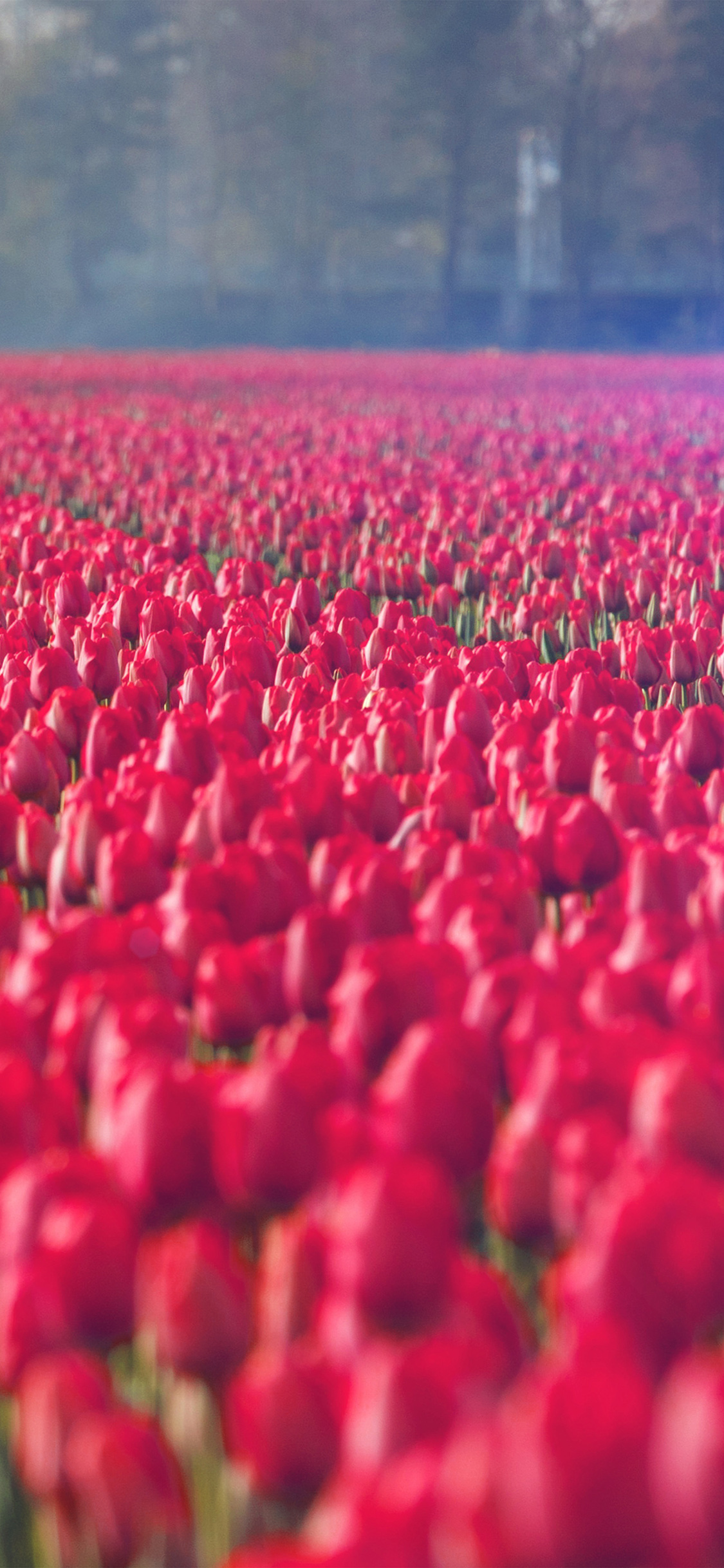 Pink And Red Spring Wallpapers - Wallpaper Cave