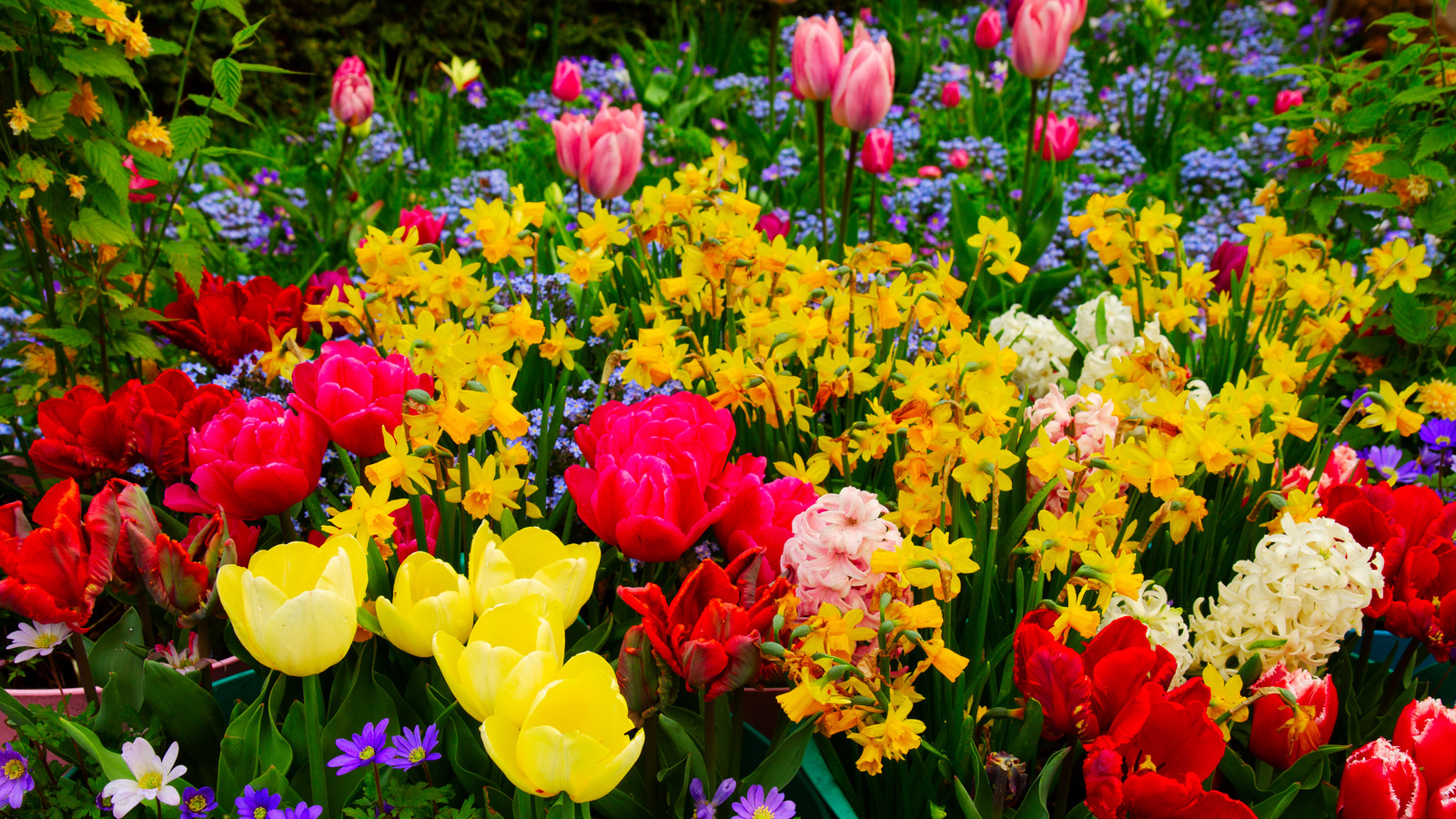 1600x900 Spring Garden Wallpapers - Wallpaper Cave