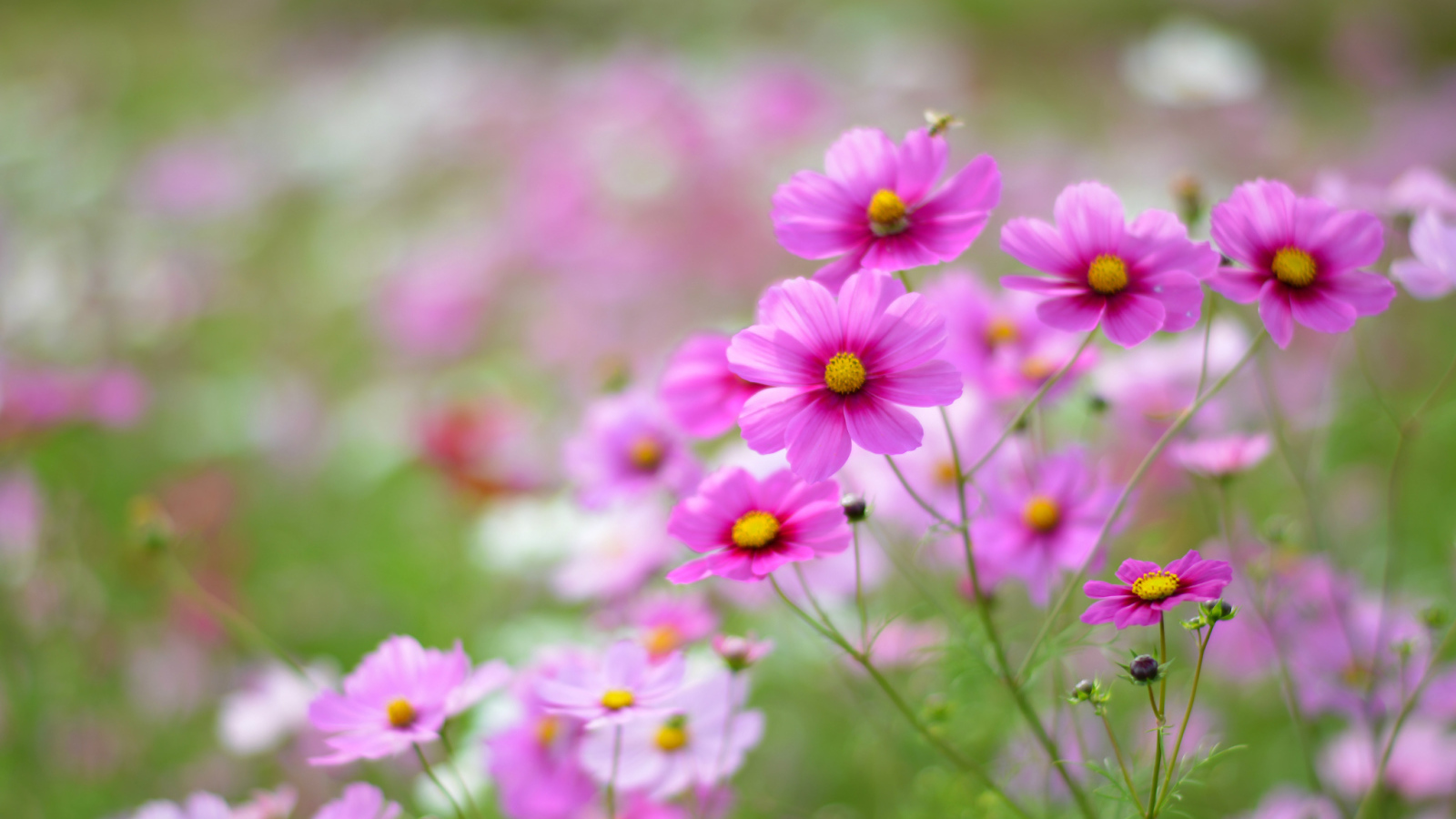 1600x900 Spring Garden Wallpapers - Wallpaper Cave