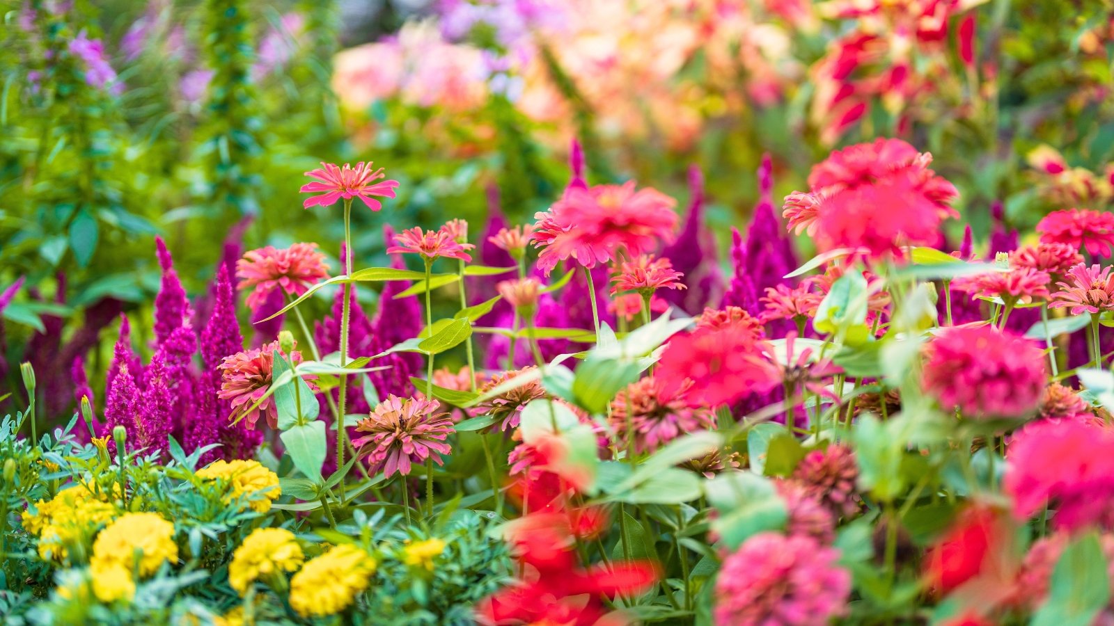 1600x900 Spring Garden Wallpapers - Wallpaper Cave